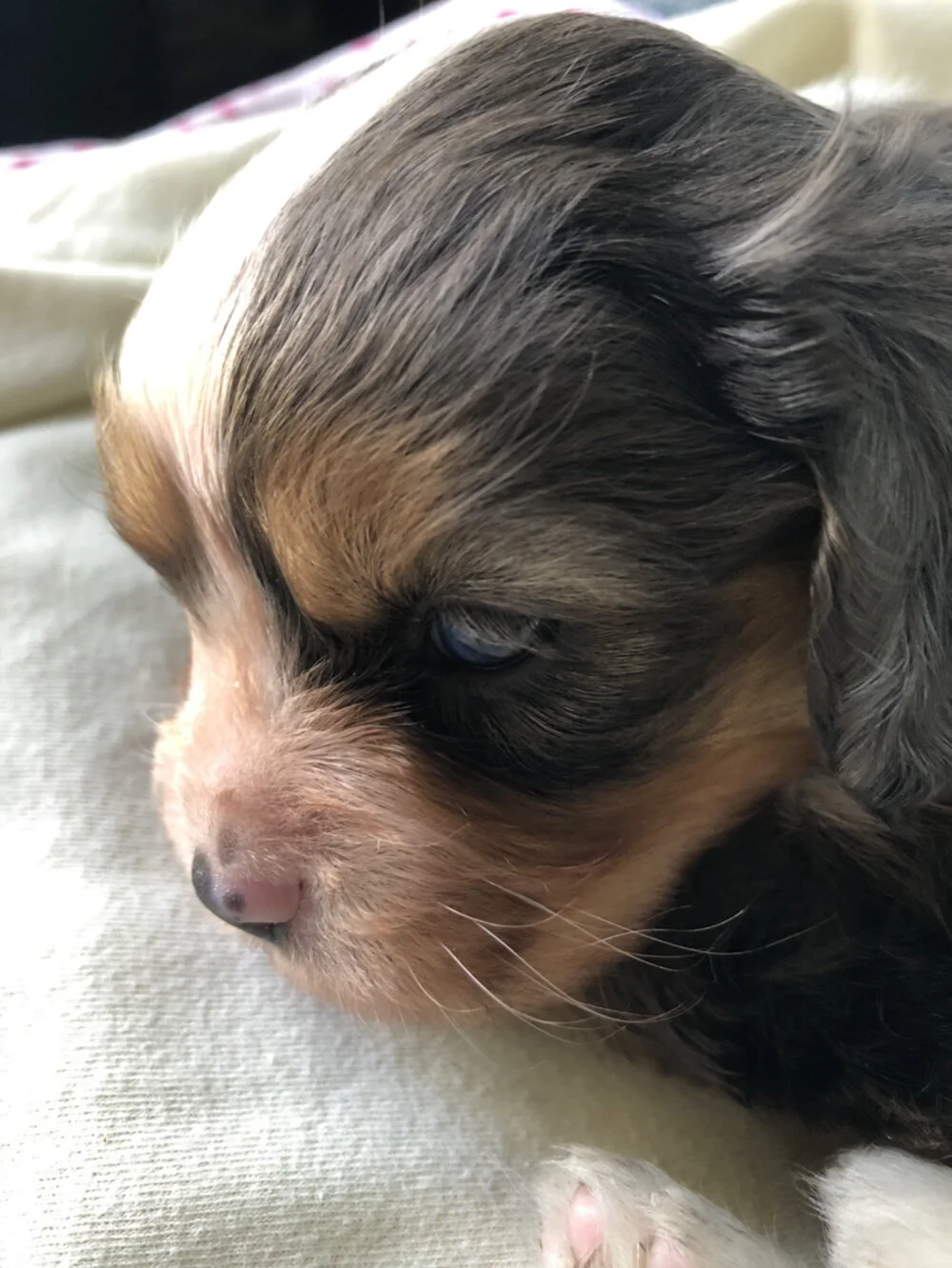 For Sale — Circle K Farms -Teacup-Tiny Toys-Toys and Miniature ...