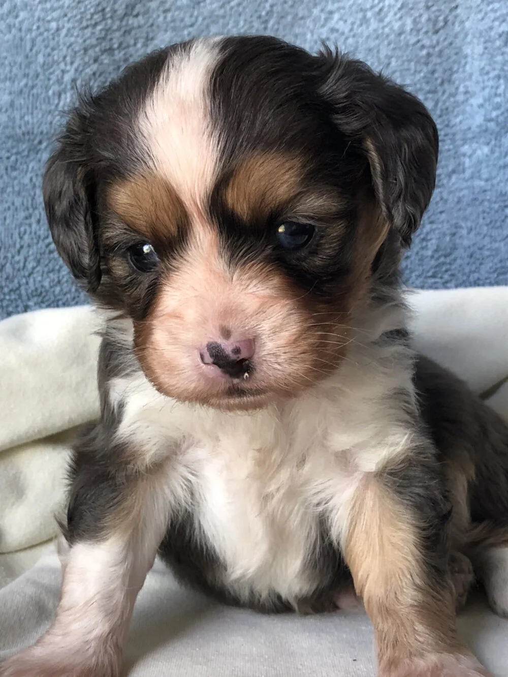 For Sale — Circle K Farms -Teacup-Tiny Toys-Toys and Miniature ...