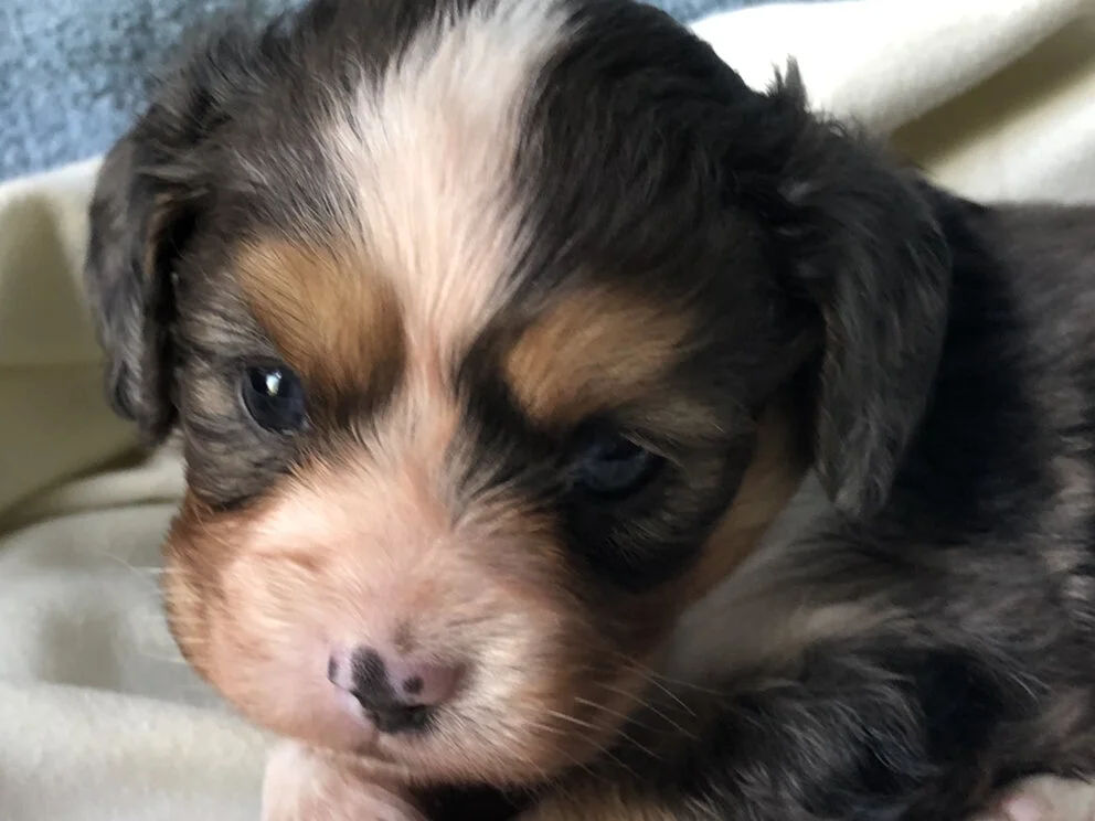 For Sale — Circle K Farms -Teacup-Tiny Toys-Toys and Miniature ...