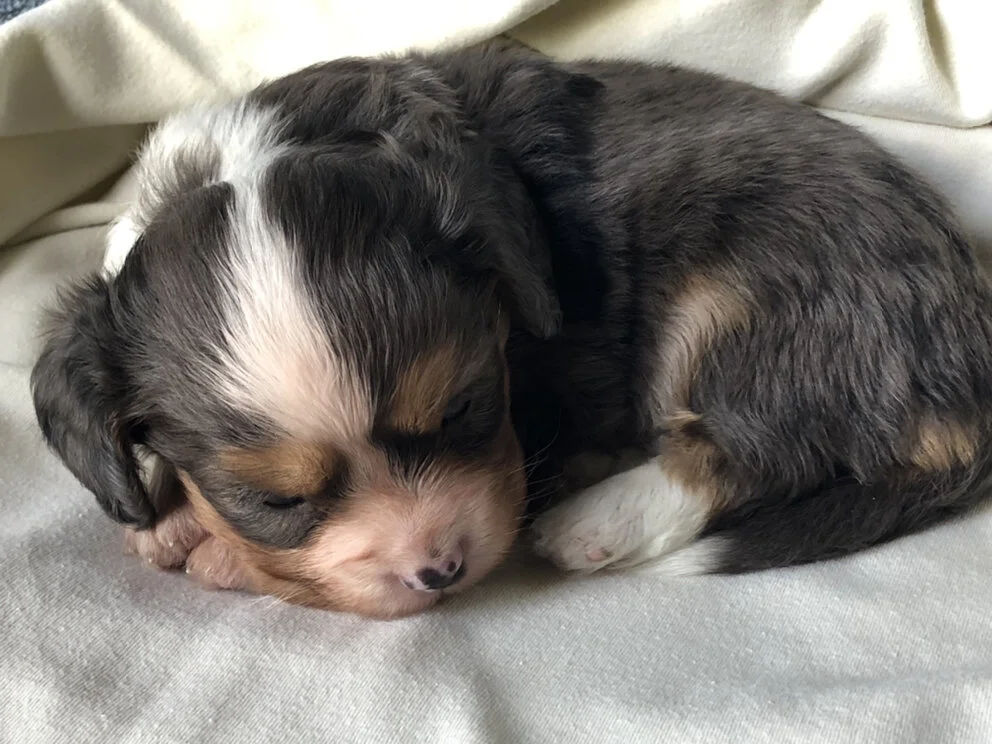 For Sale — Circle K Farms -Teacup-Tiny Toys-Toys and Miniature ...