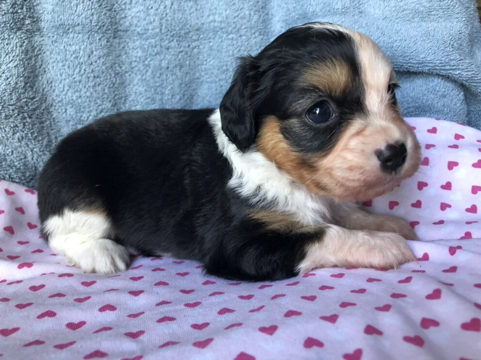 For Sale — Circle K Farms -Teacup-Tiny Toys-Toys and Miniature ...