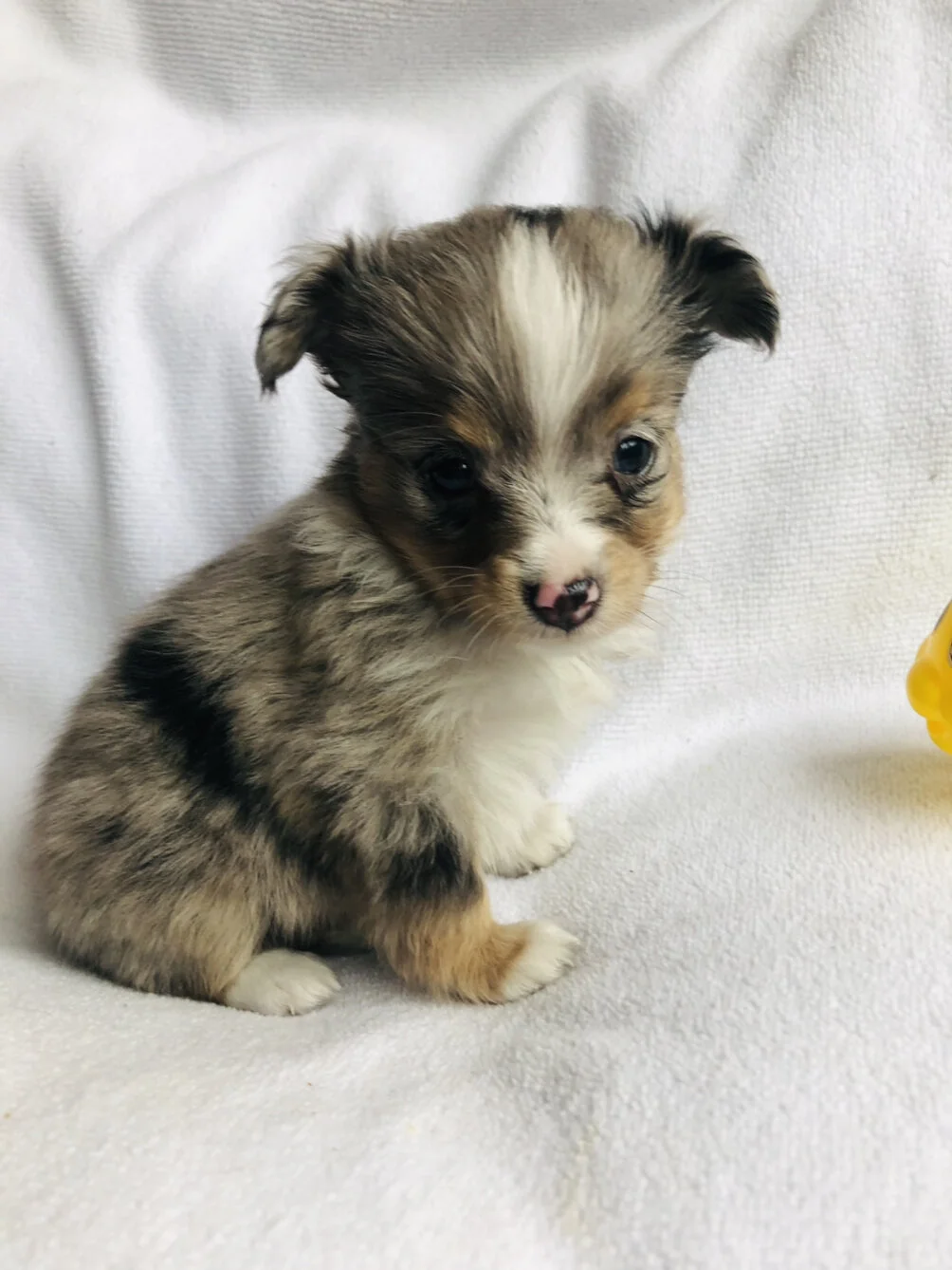 For Sale — Circle K Farms -Teacup-Tiny Toys-Toys and Miniature ...