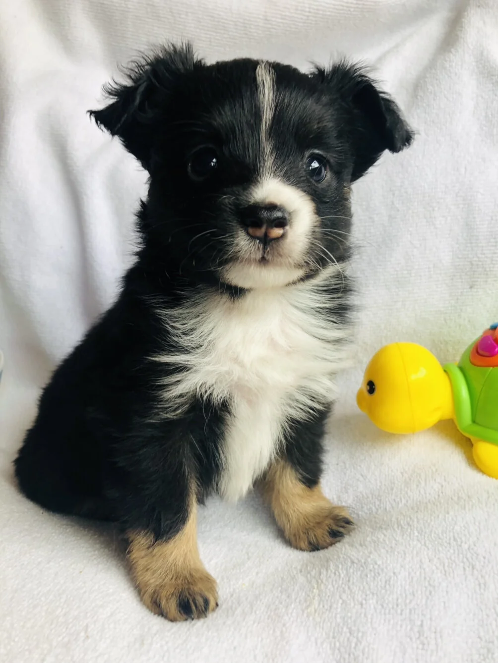 For Sale — Circle K Farms -Teacup-Tiny Toys-Toys and Miniature ...