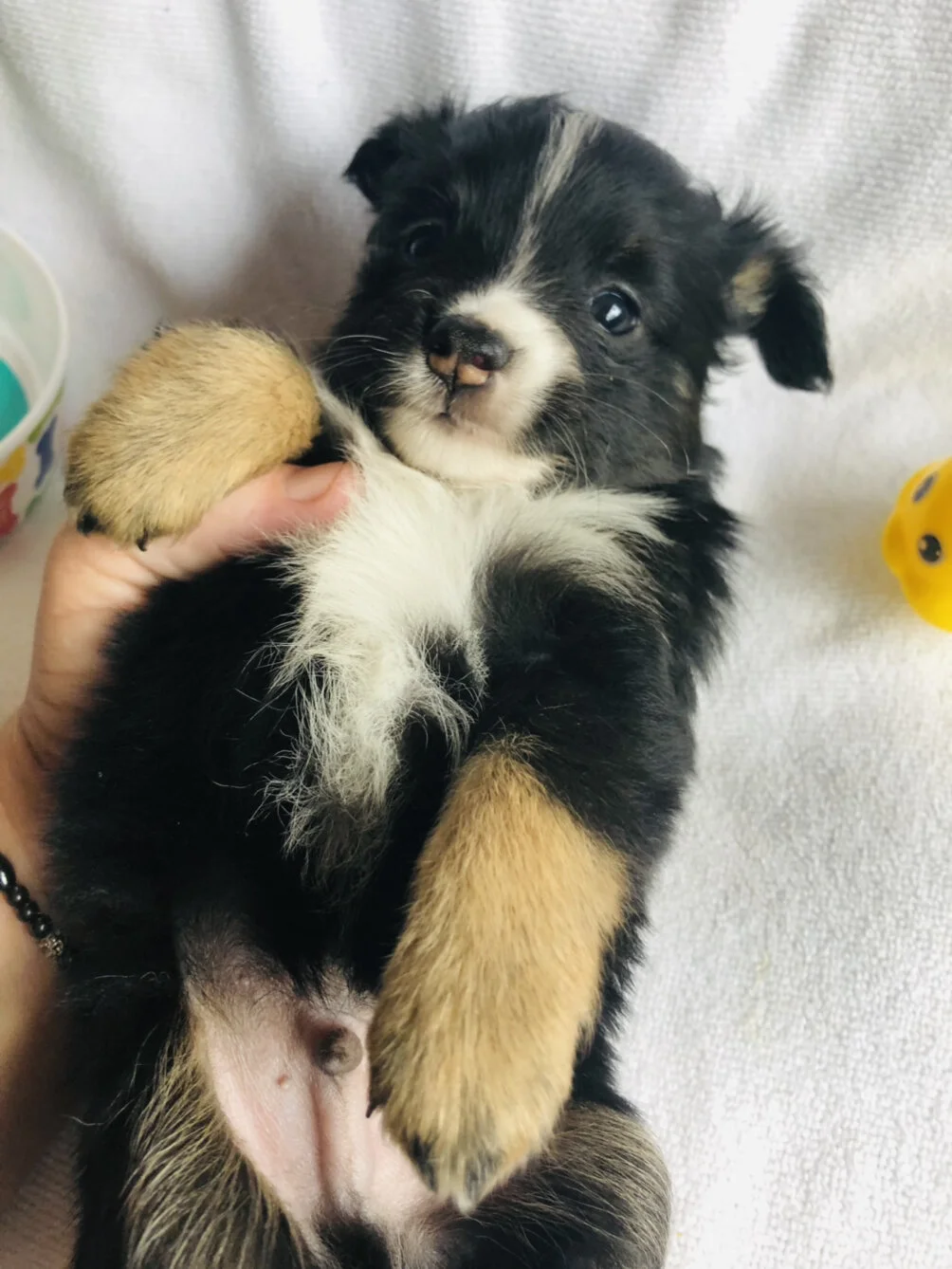 For Sale — Circle K Farms -Teacup-Tiny Toys-Toys and Miniature ...