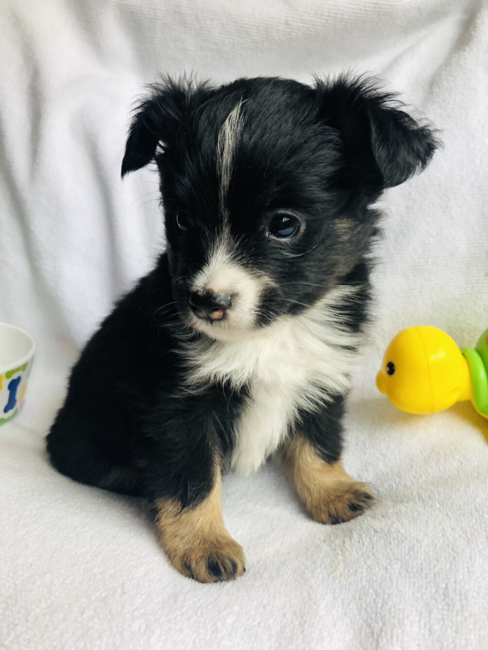 For Sale — Circle K Farms -Teacup-Tiny Toys-Toys and Miniature ...