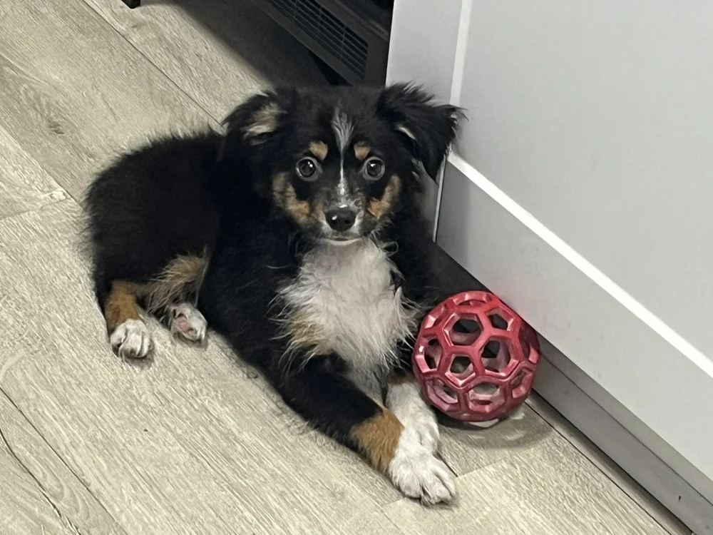 Toy/Teacup Aussies for sale — Circle K Farms -Teacup-Tiny Toys-Toys and ...