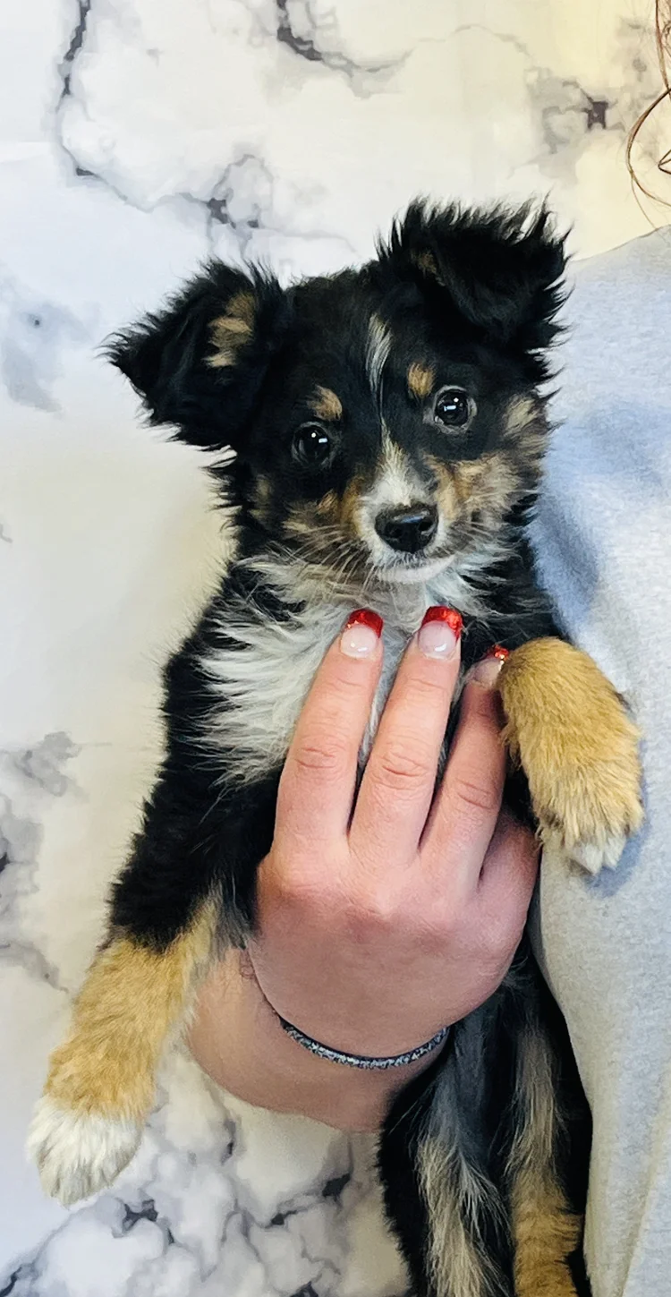 Toy/Teacup Aussies for sale — Circle K Farms -Teacup-Tiny Toys-Toys and ...
