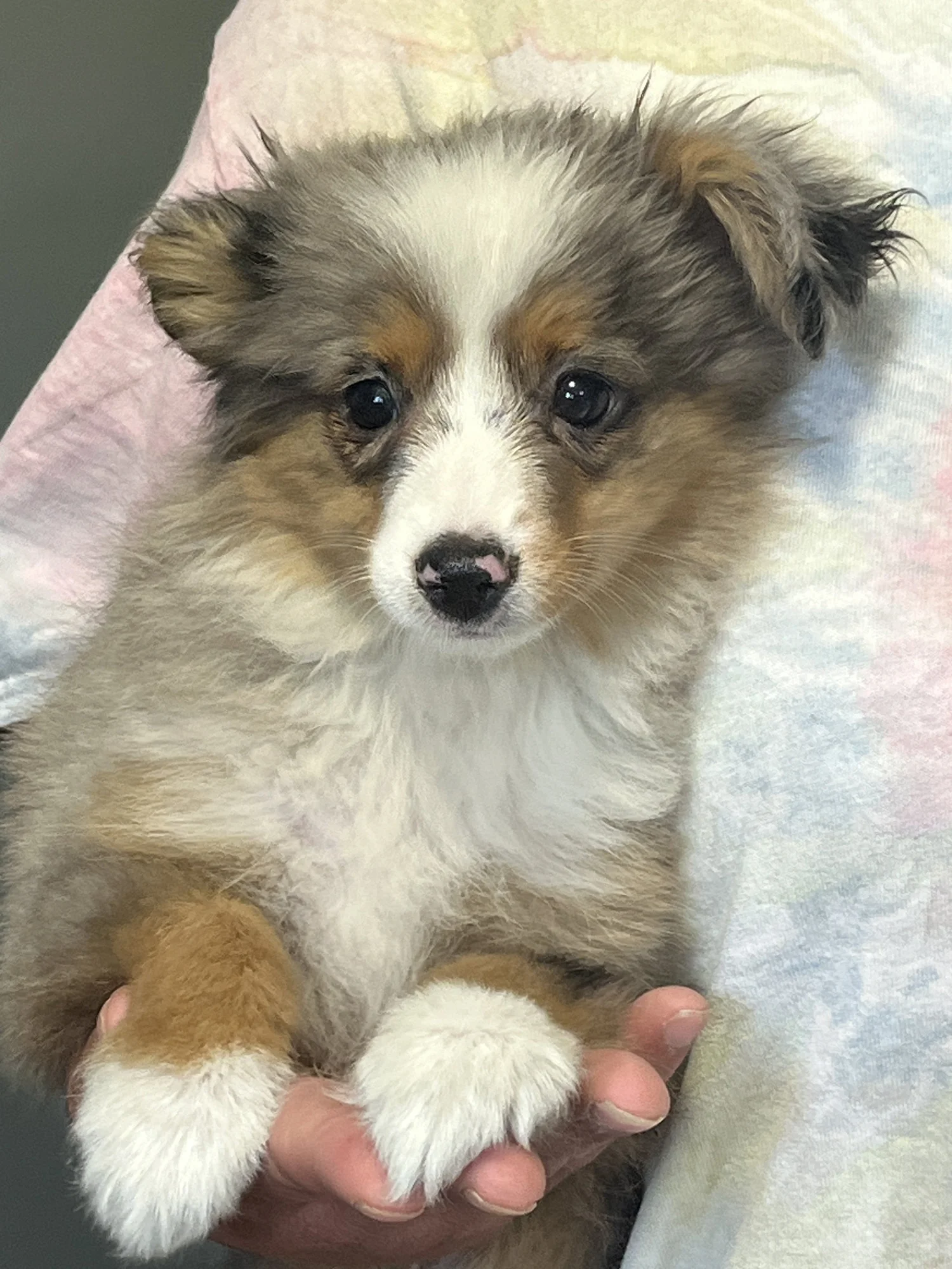 Toy/Teacup Aussies — Circle K Farms -Teacup-Tiny Toys-Toys and ...