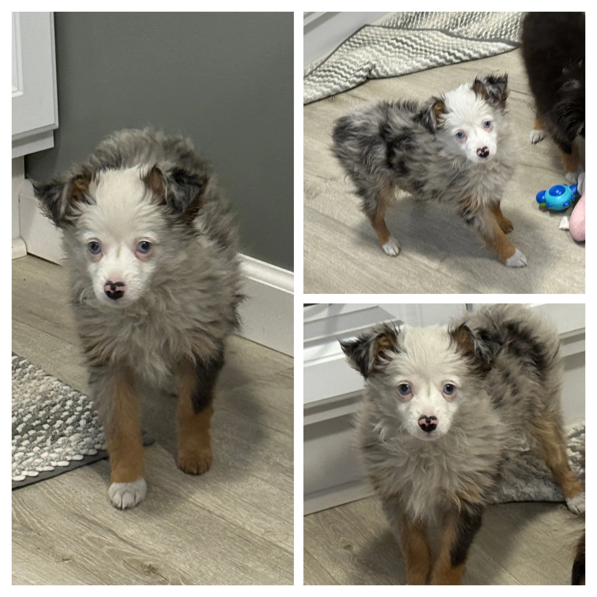 Toy/Teacup Aussies for sale — Circle K Farms -Teacup-Tiny Toys-Toys and ...
