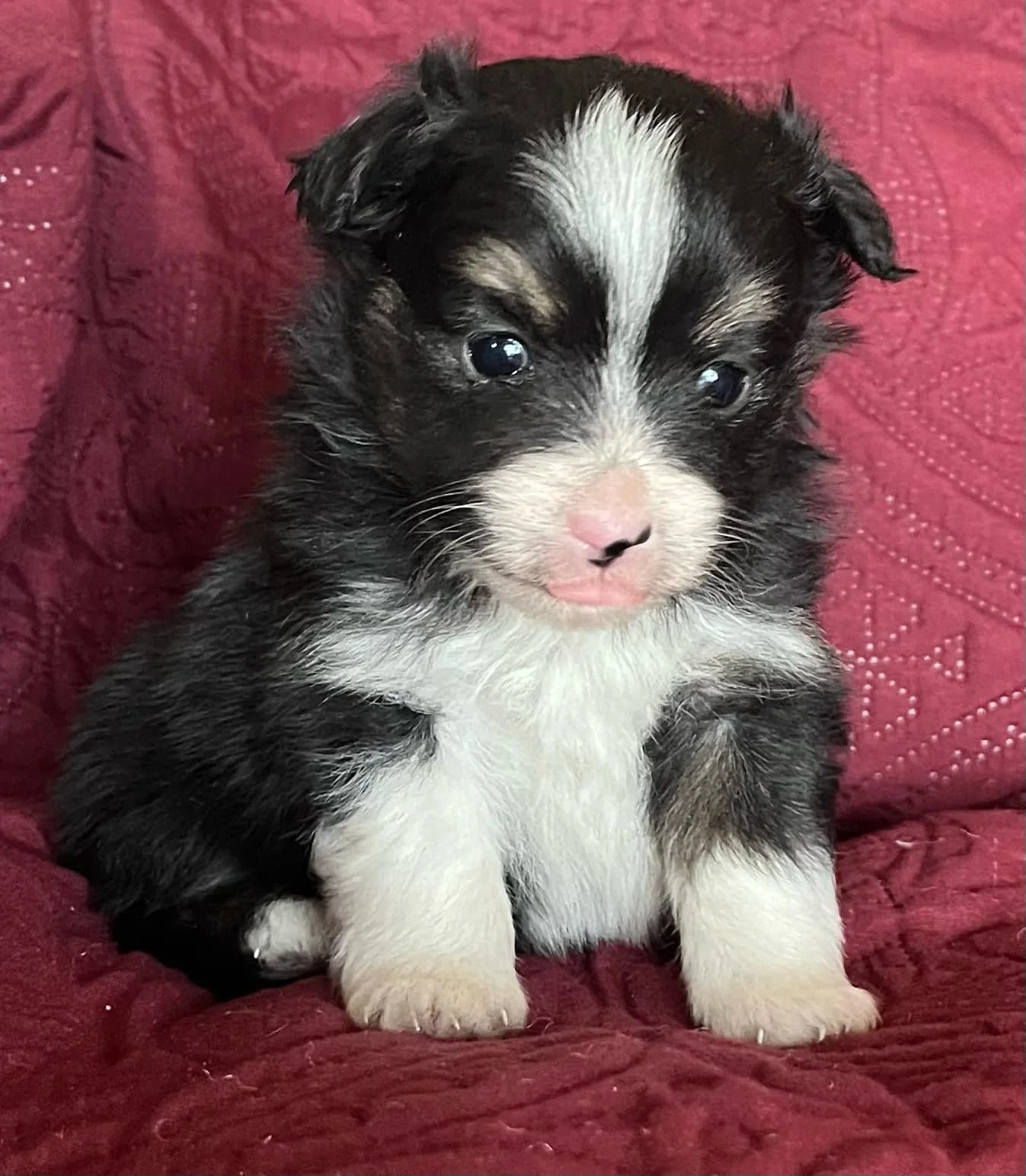 Toy/Teacup Aussies for sale — Circle K Farms -Teacup-Tiny Toys-Toys and ...