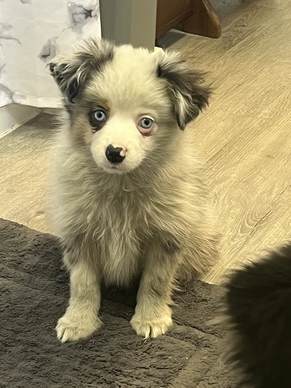 Toy/Teacup Aussies for sale — Circle K Farms -Teacup-Tiny Toys-Toys and ...