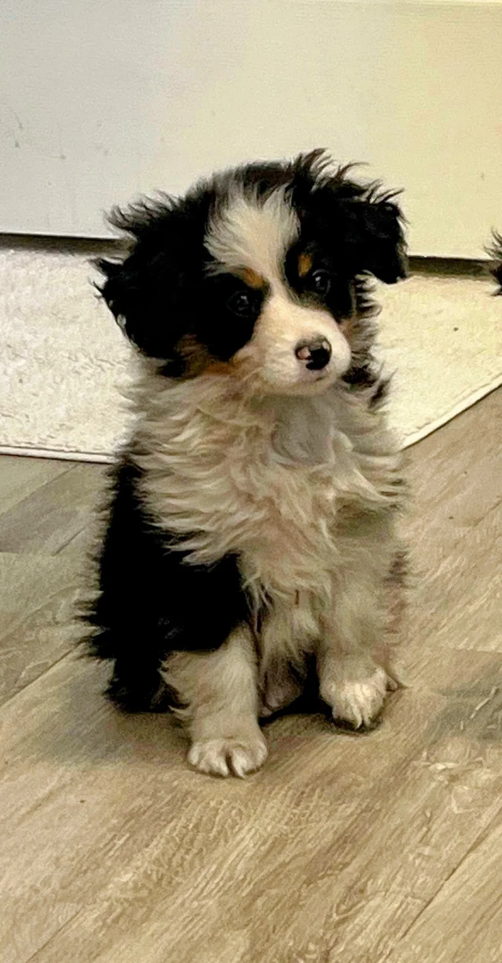 Toy/Teacup Aussies for sale — Circle K Farms -Teacup-Tiny Toys-Toys and ...