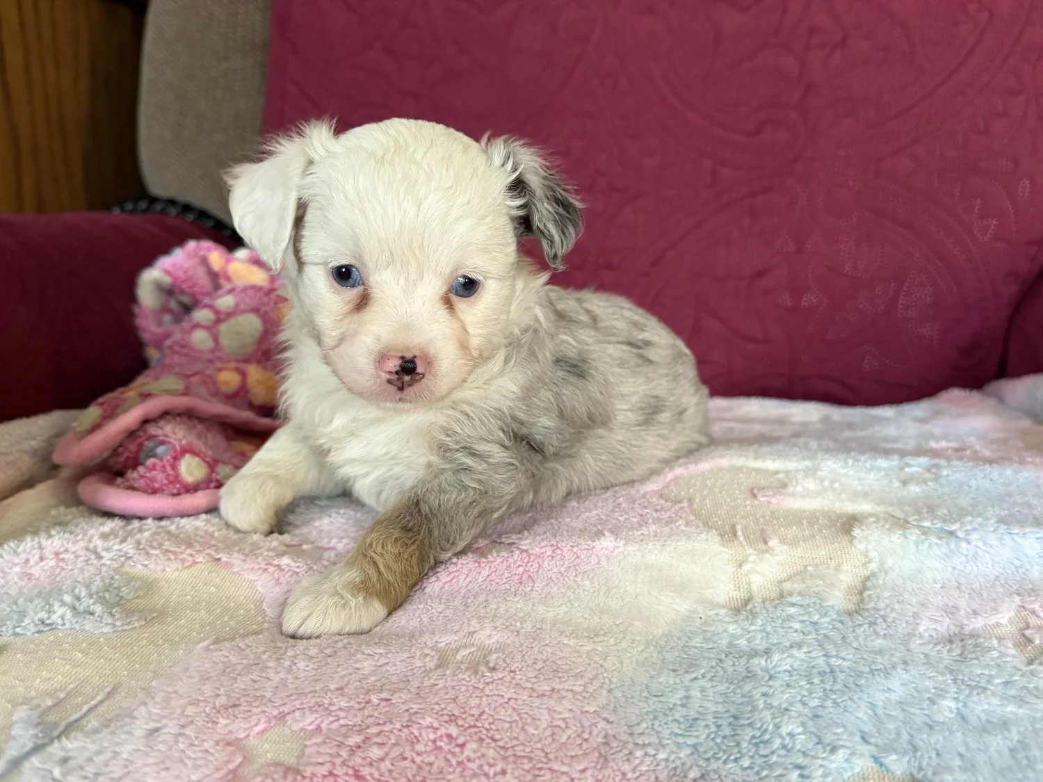 Toy/Teacup Aussies for sale — Circle K Farms -Teacup-Tiny Toys-Toys and ...