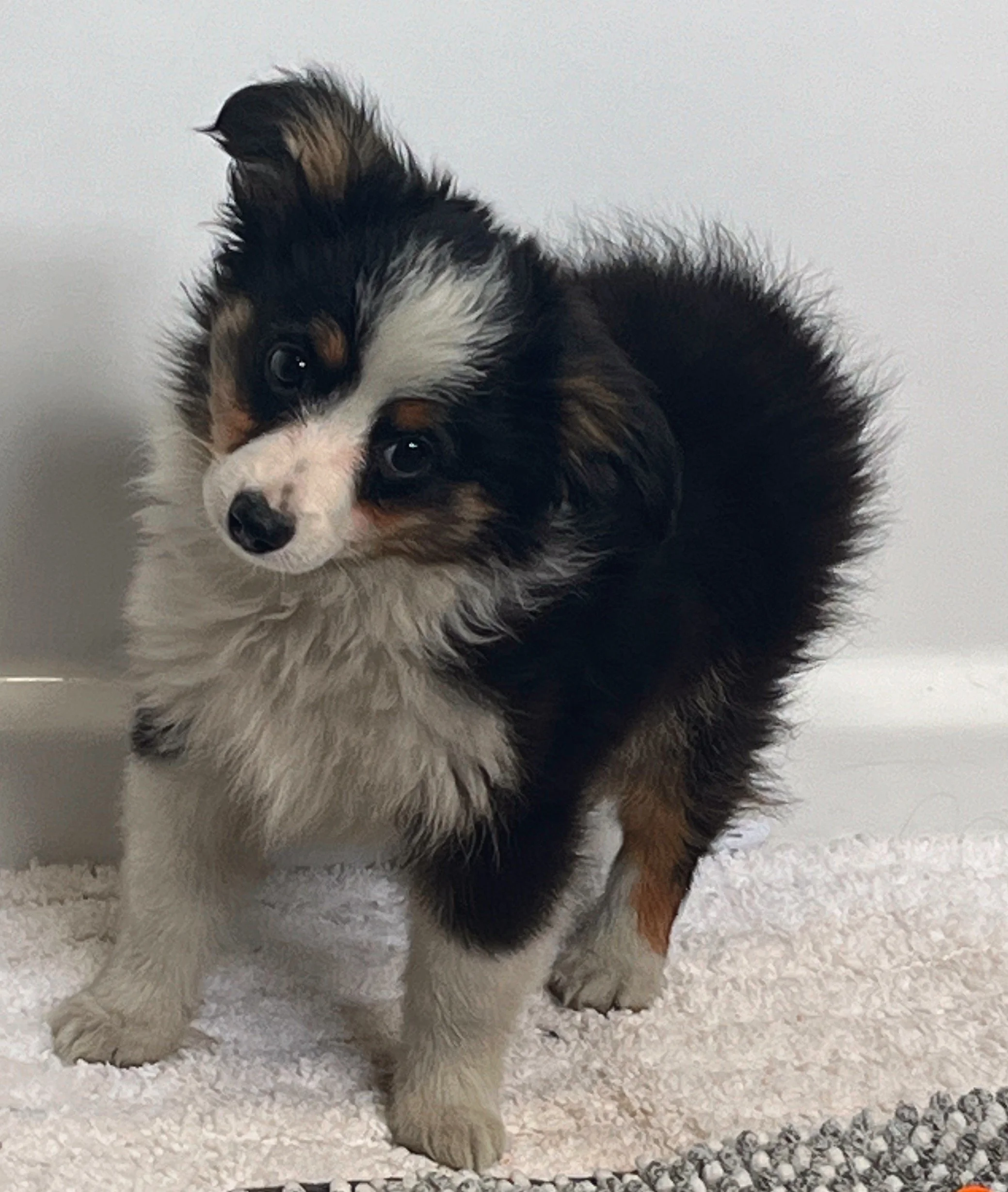 Toy/Teacup Aussies — Circle K Farms -Teacup-Tiny Toys-Toys and ...