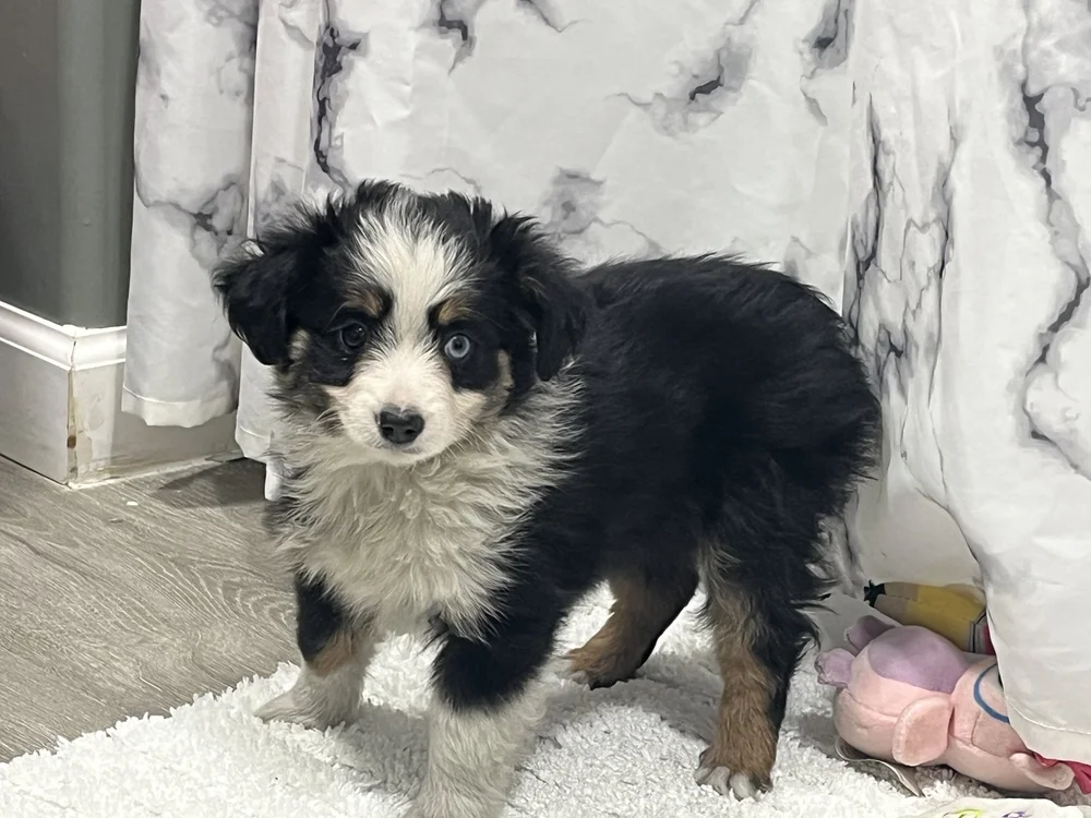 Toy/Teacup Aussies for sale — Circle K Farms -Teacup-Tiny Toys-Toys and ...