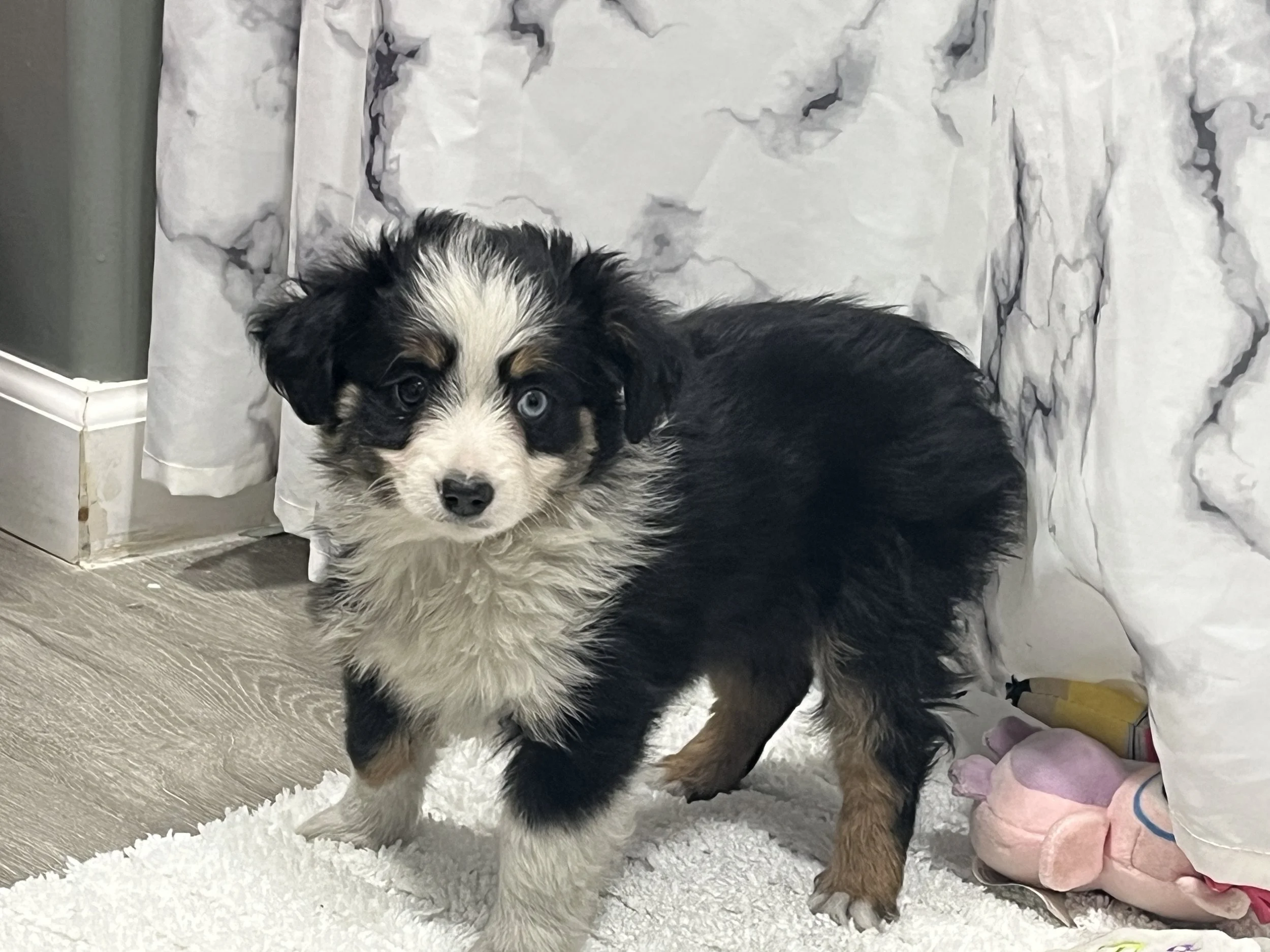 Toy/Teacup Aussies for sale — Circle K Farms -Teacup-Tiny Toys-Toys and ...
