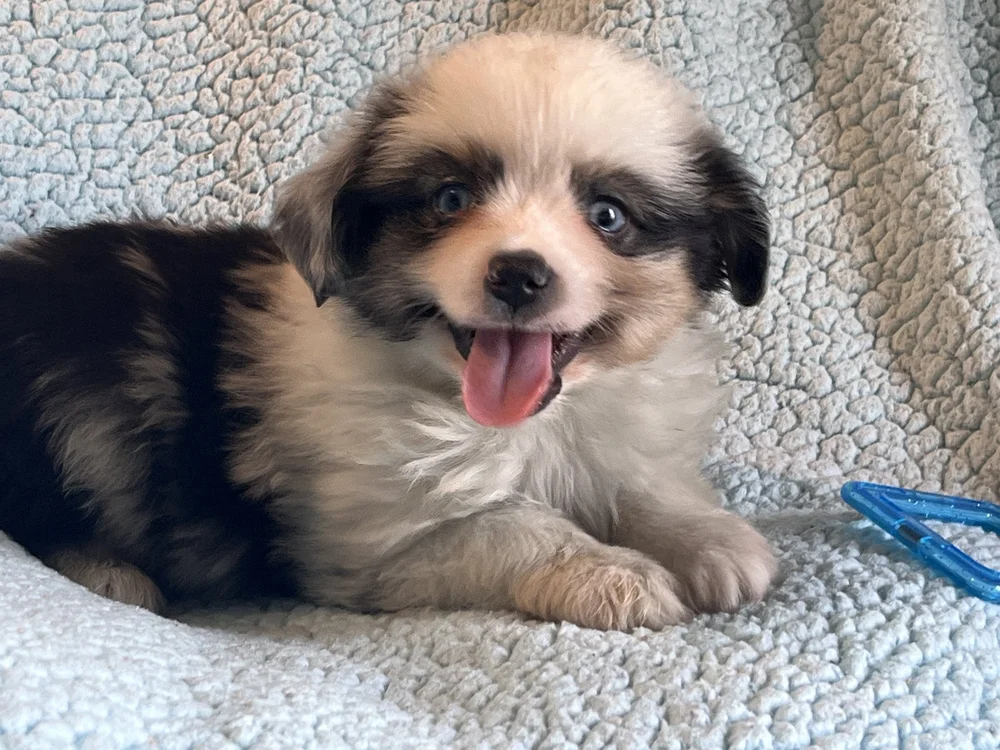 Toy/Teacup Aussies — Circle K Farms -Teacup-Tiny Toys-Toys and ...