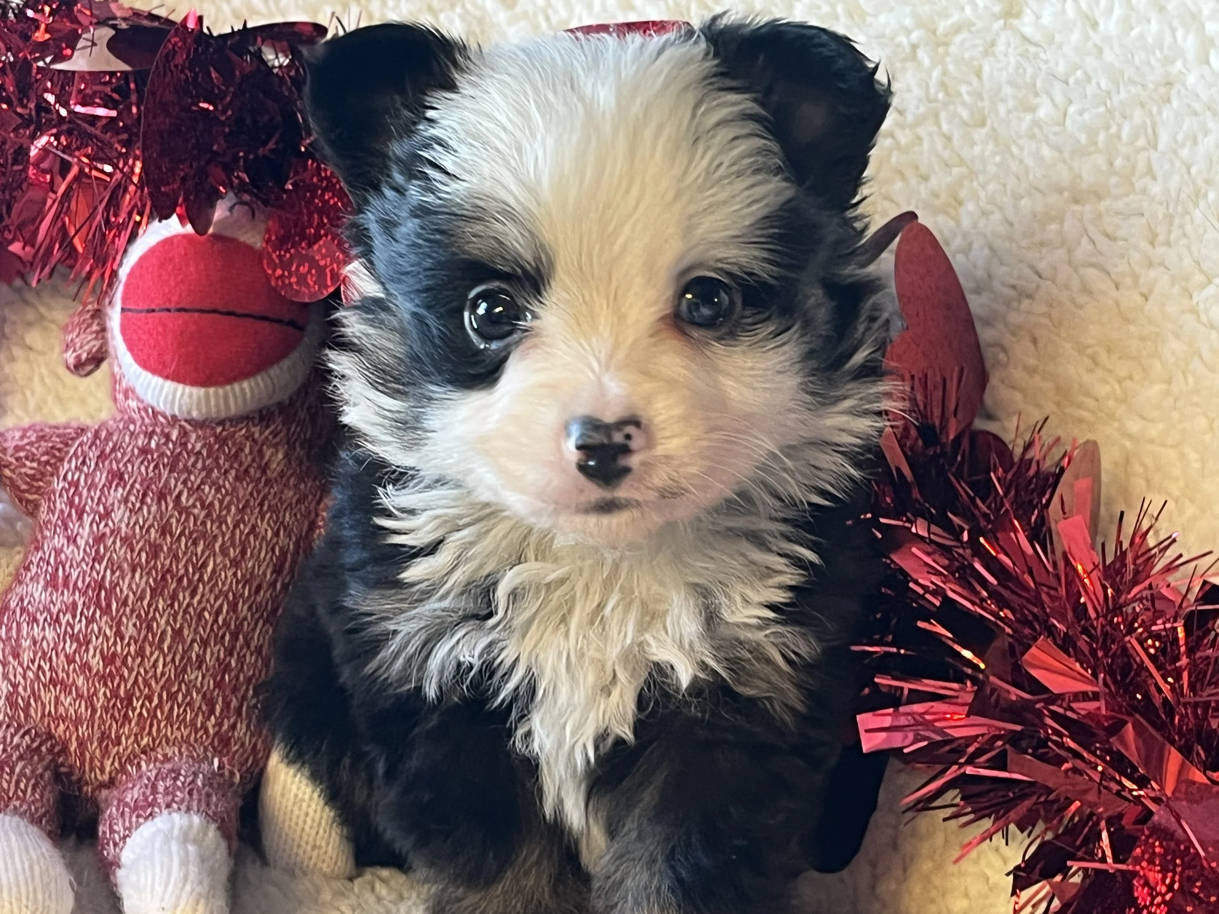 Toy/Teacup Aussies for sale — Circle K Farms -Teacup-Tiny Toys-Toys and ...