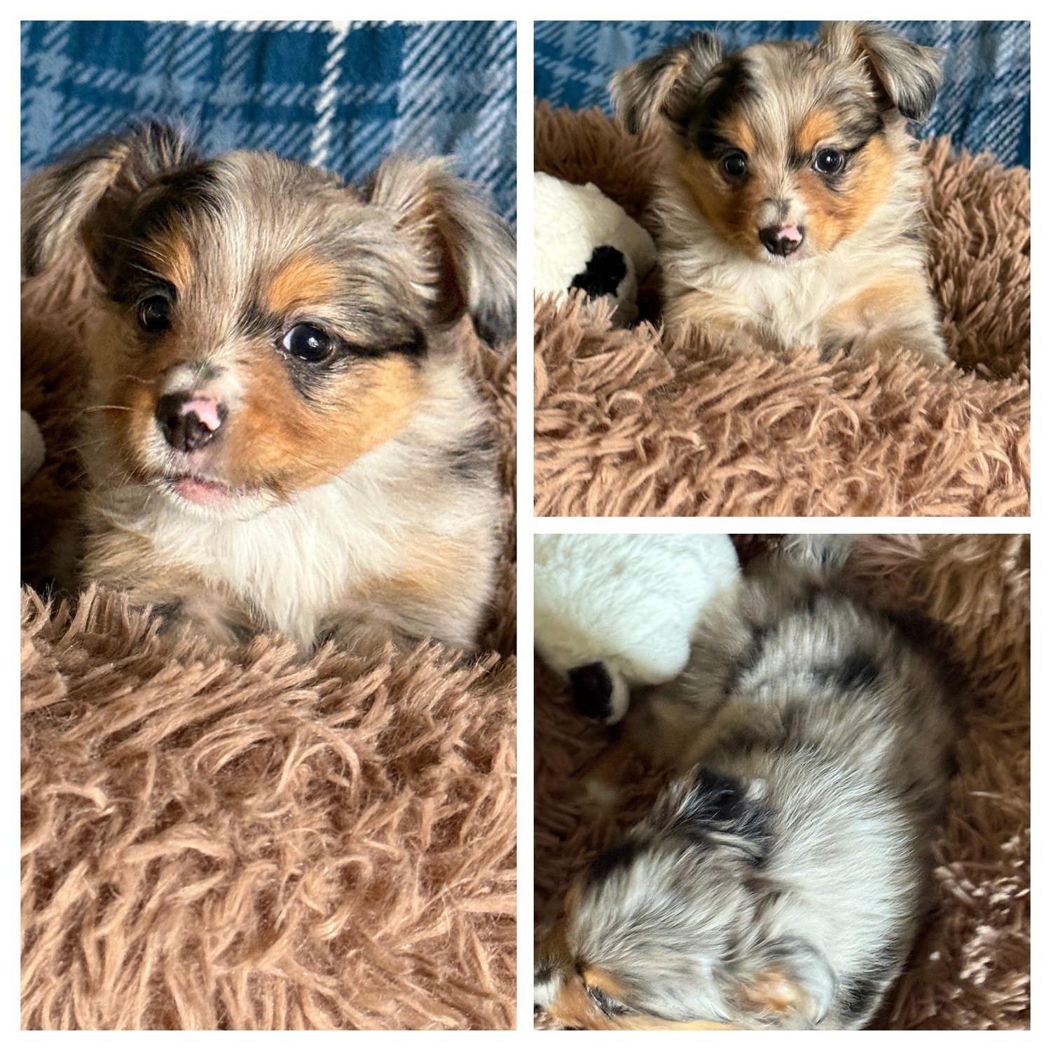 Toy/Teacup Aussies for sale — Circle K Farms -Teacup-Tiny Toys-Toys and ...