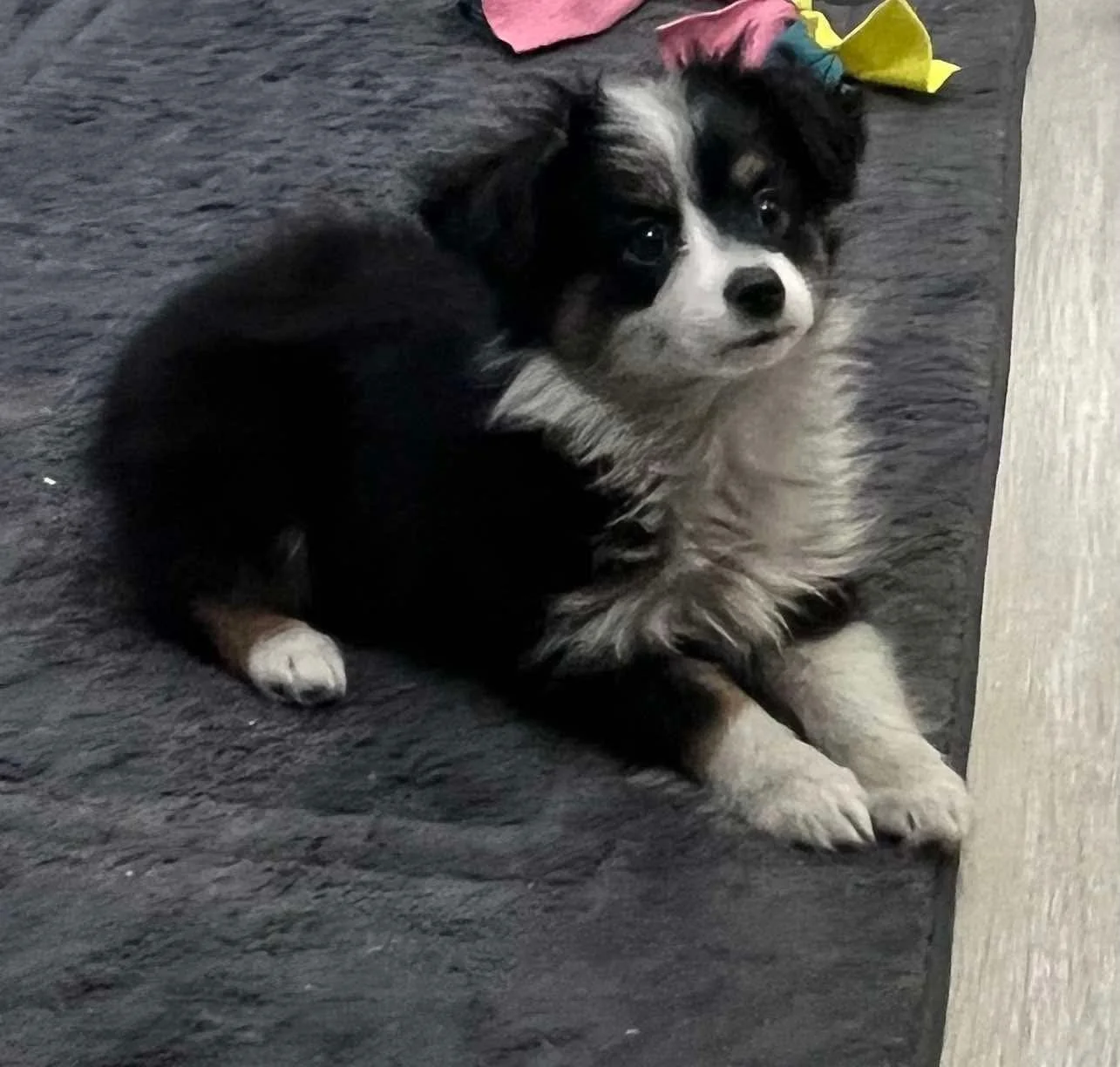 Toy/Teacup Aussies for sale — Circle K Farms -Teacup-Tiny Toys-Toys and ...