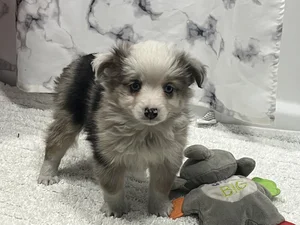 Toy/Teacup Aussies for sale — Circle K Farms -Teacup-Tiny Toys-Toys and ...