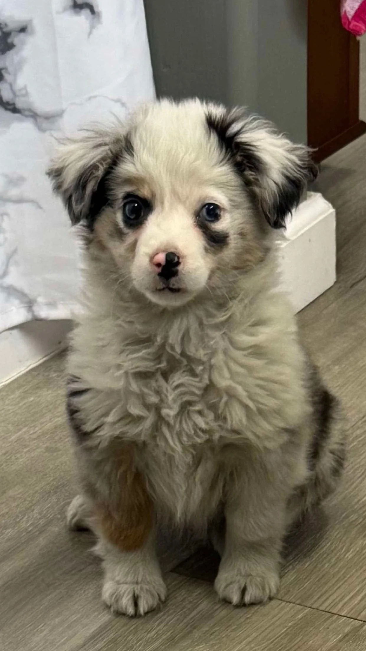 Toy/Teacup Aussies for sale — Circle K Farms -Teacup-Tiny Toys-Toys and ...
