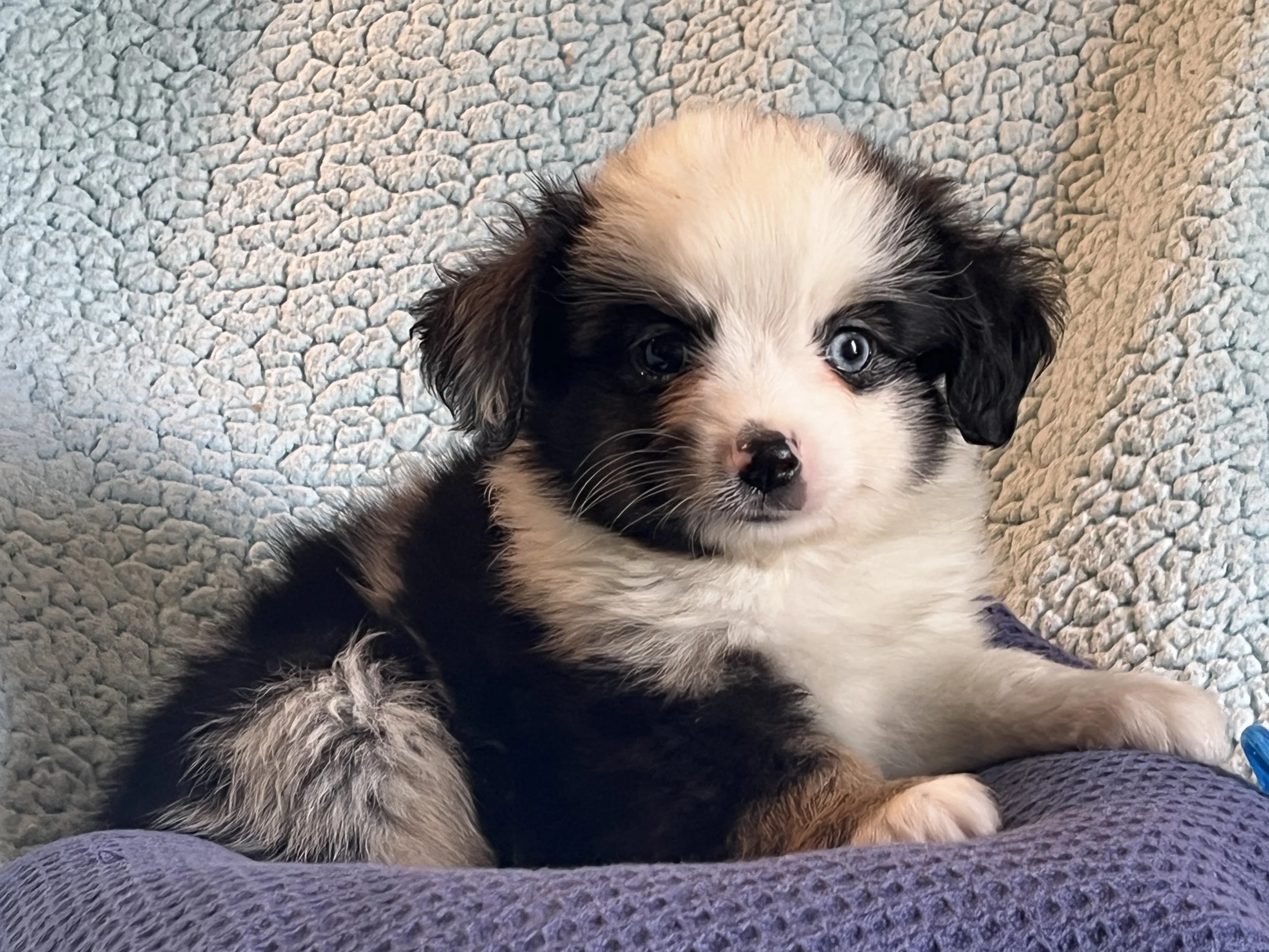 Toy/Teacup Aussies — Circle K Farms -Teacup-Tiny Toys-Toys and ...