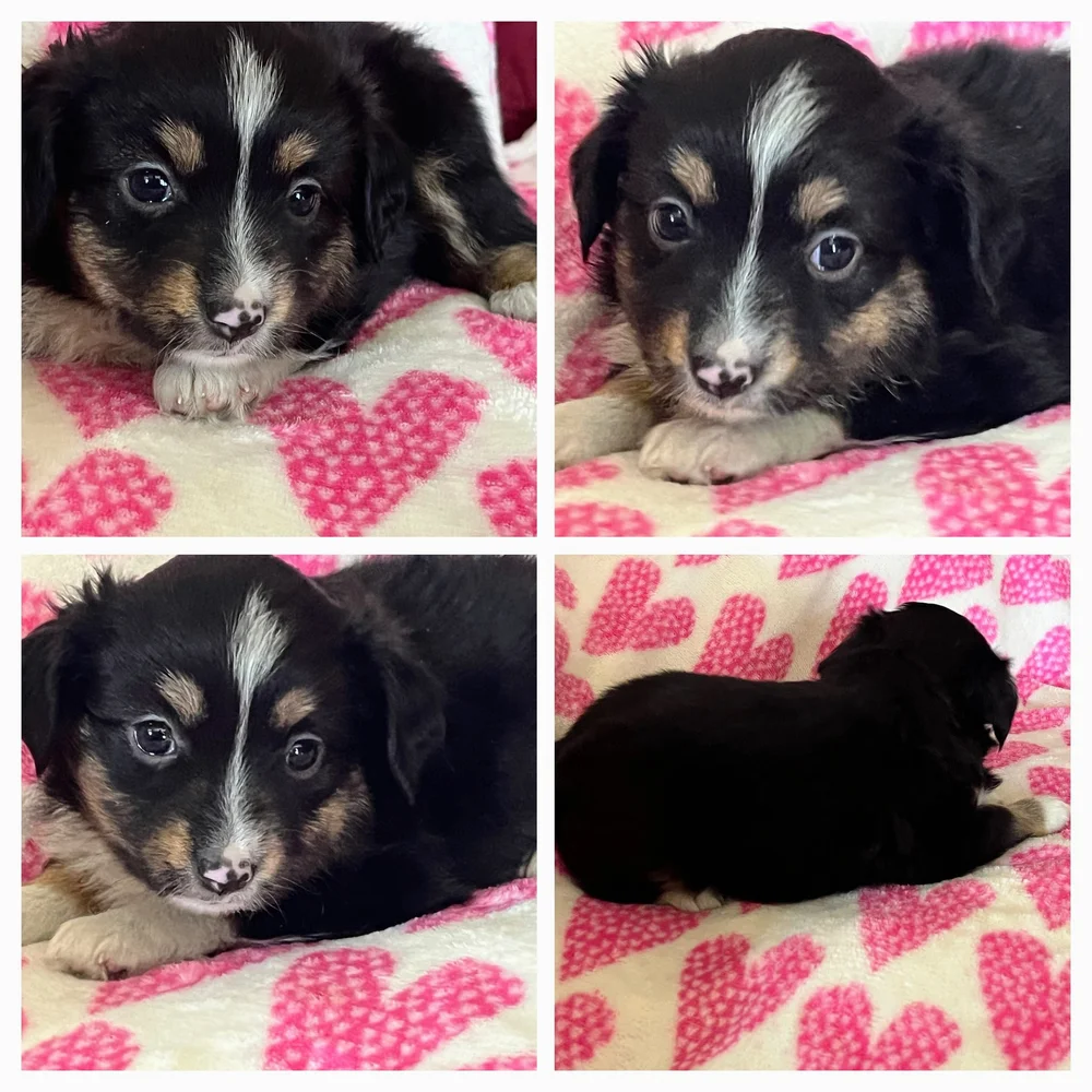 Toy/Teacup Aussies for sale — Circle K Farms -Teacup-Tiny Toys-Toys and ...