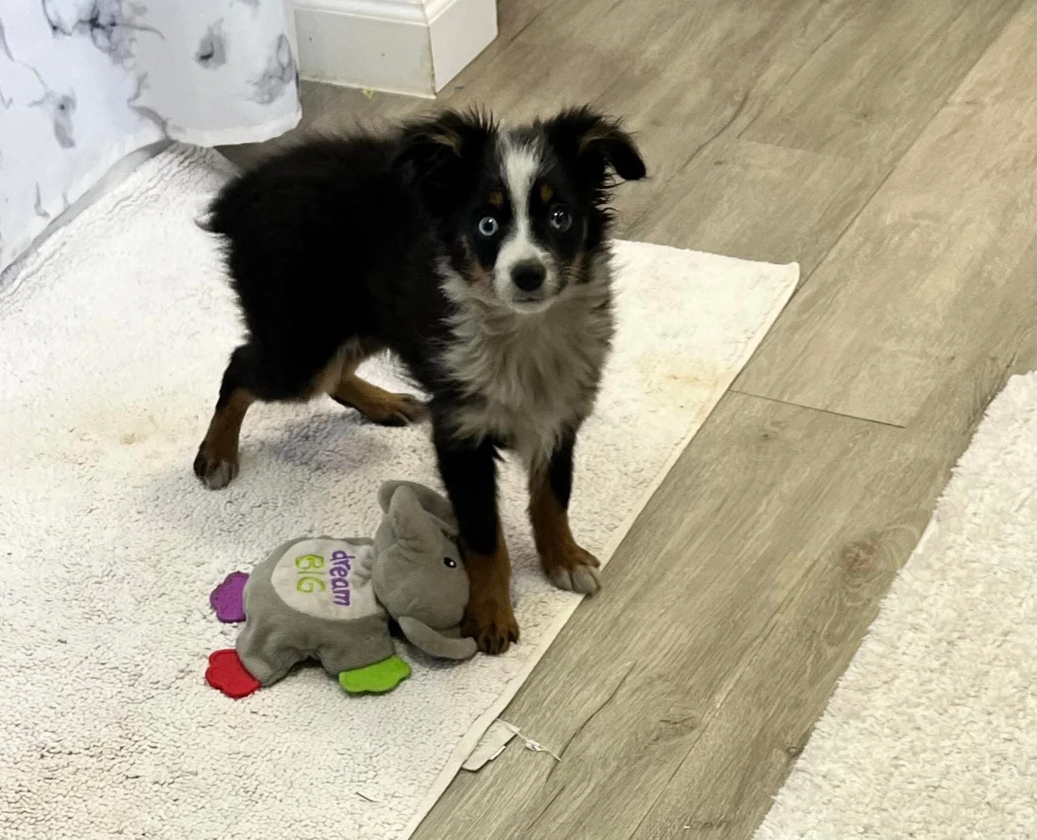 Toy/Teacup Aussies for sale — Circle K Farms -Teacup-Tiny Toys-Toys and ...