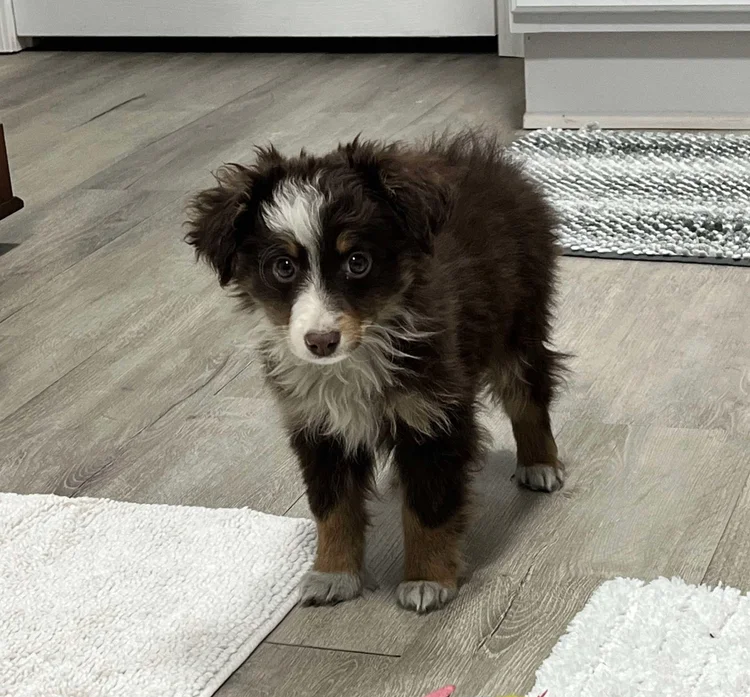 Toy/Teacup Aussies for sale — Circle K Farms -Teacup-Tiny Toys-Toys and ...