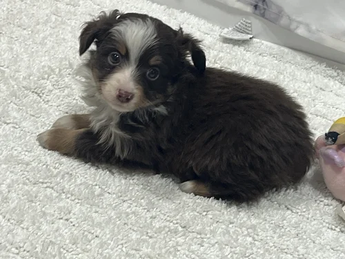 Toy/Teacup Aussies for sale — Circle K Farms -Teacup-Tiny Toys-Toys and ...