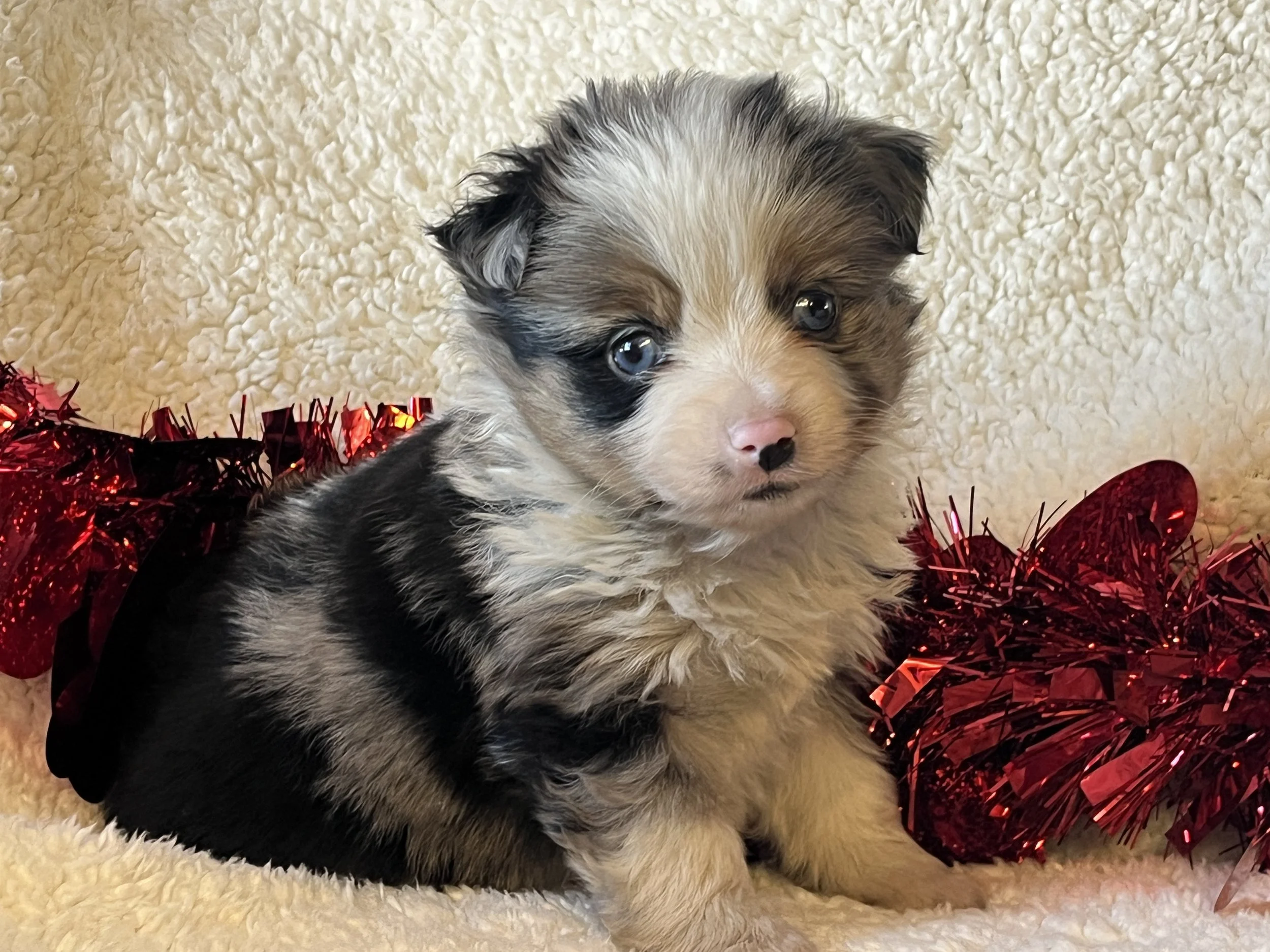 Toy/Teacup Aussies for sale — Circle K Farms -Teacup-Tiny Toys-Toys and ...