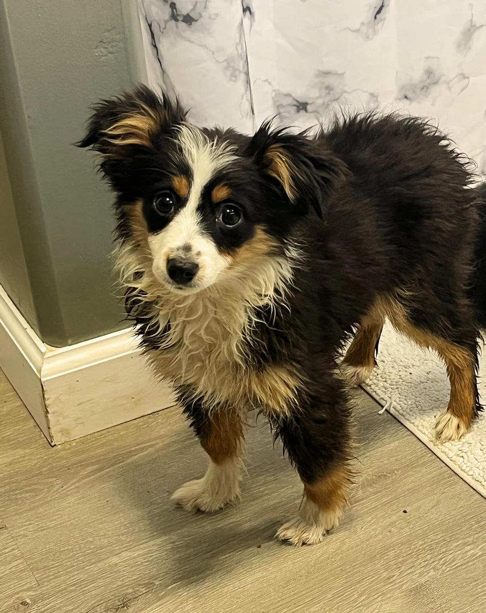 Toy/Teacup Aussies for sale — Circle K Farms -Teacup-Tiny Toys-Toys and ...