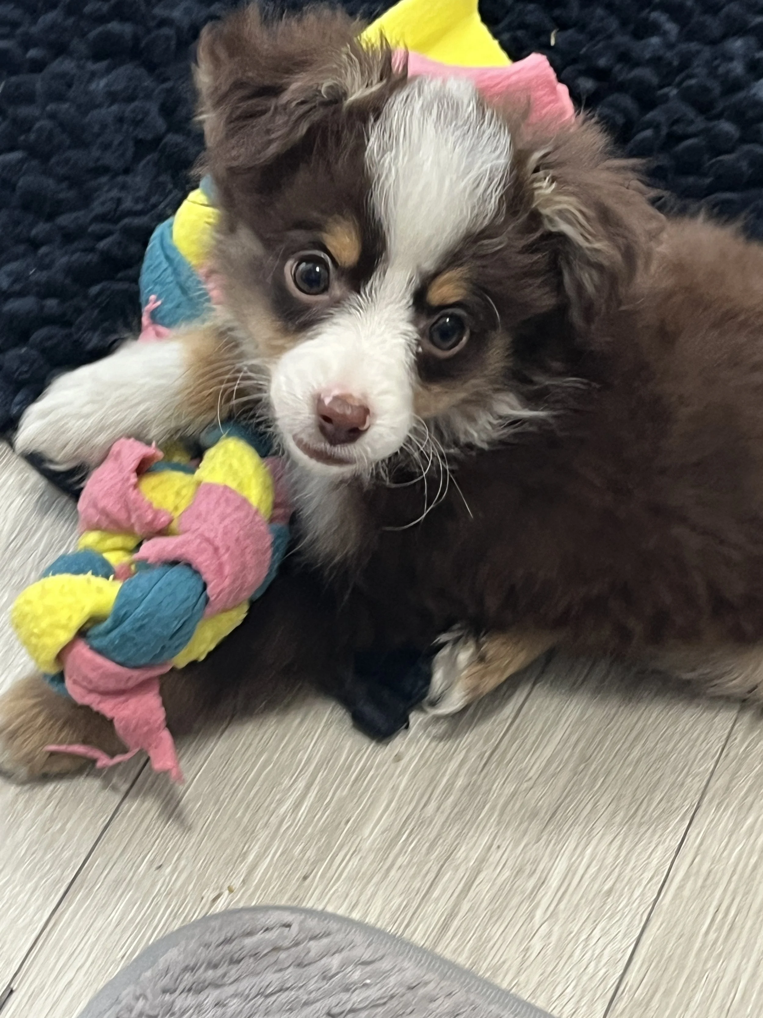 Toy/Teacup Aussies — Circle K Farms -Teacup-Tiny Toys-Toys and ...