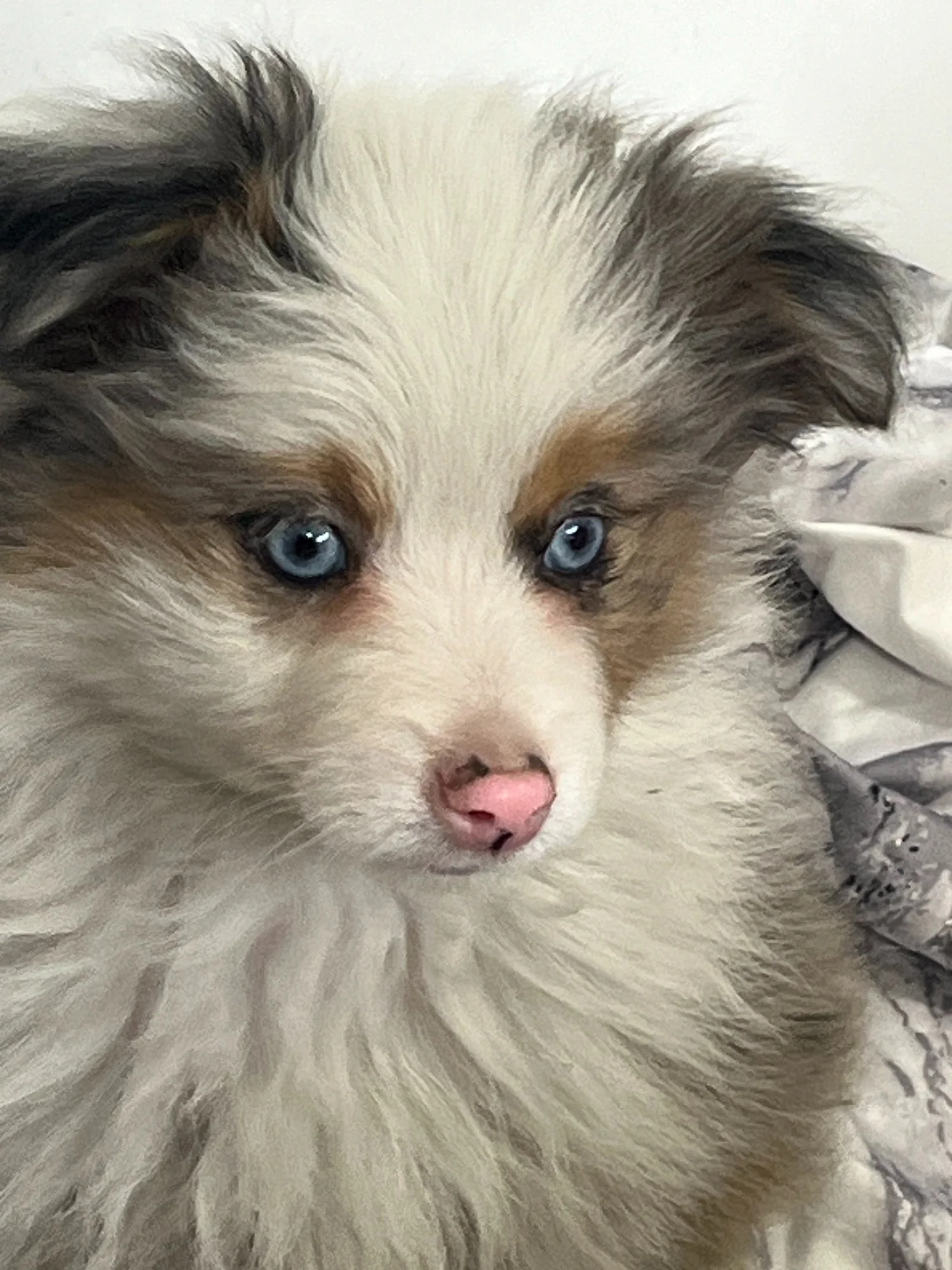 Toy/Teacup Aussies — Circle K Farms -Teacup-Tiny Toys-Toys and ...