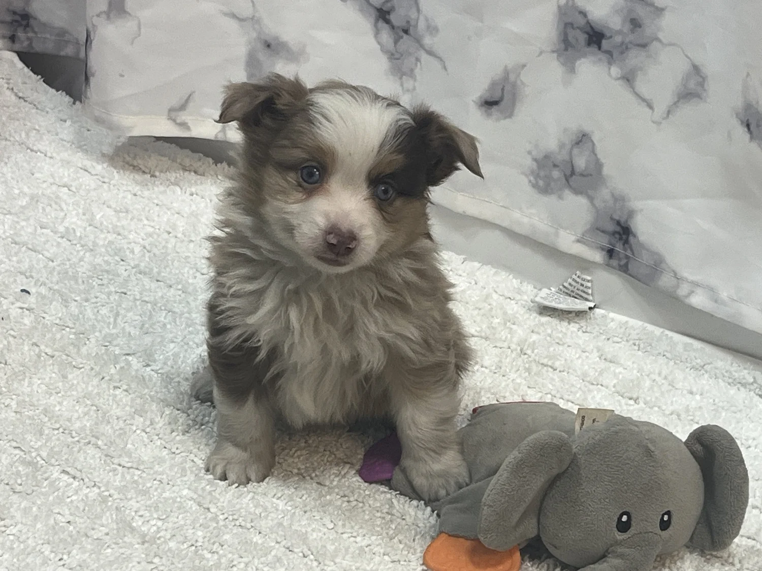 Toy/Teacup Aussies for sale — Circle K Farms -Teacup-Tiny Toys-Toys and ...