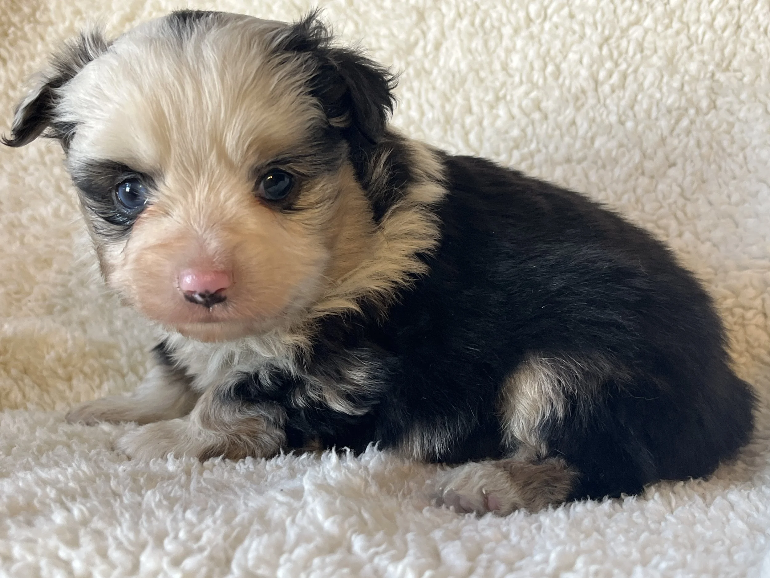 Toy/Teacup Aussies for sale — Circle K Farms -Teacup-Tiny Toys-Toys and ...