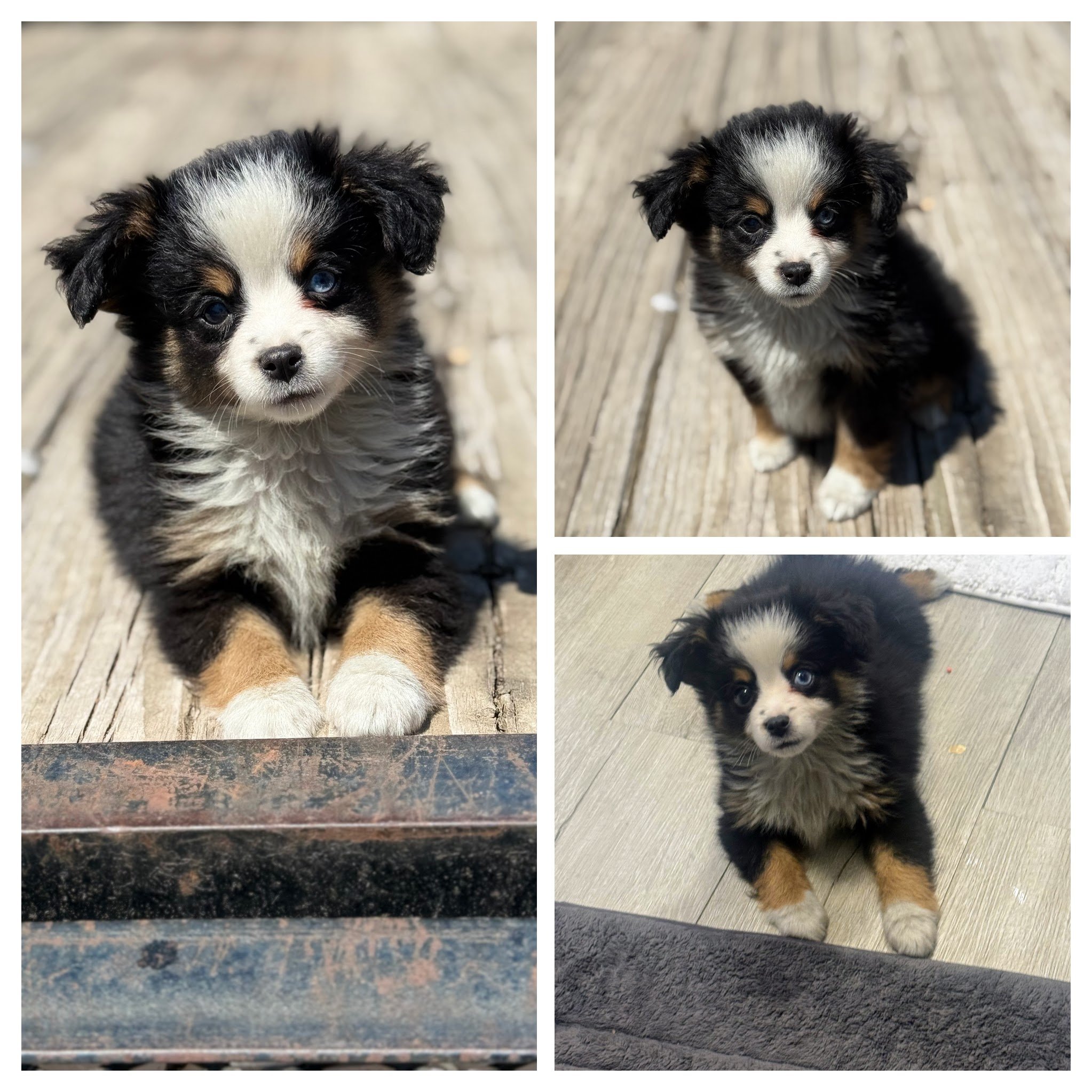 Toy/Teacup Aussies for sale — Circle K Farms -Teacup-Tiny Toys-Toys and ...