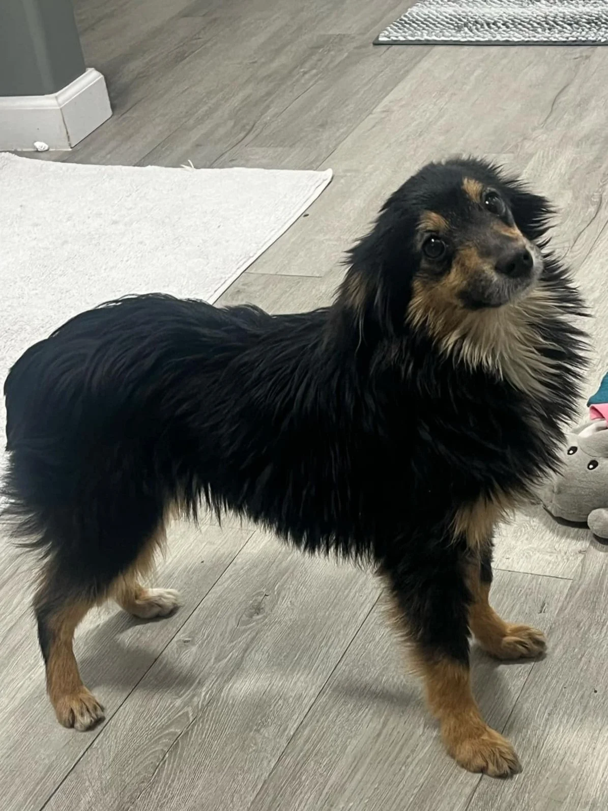 Toy/Teacup Aussies for sale — Circle K Farms -Teacup-Tiny Toys-Toys and ...