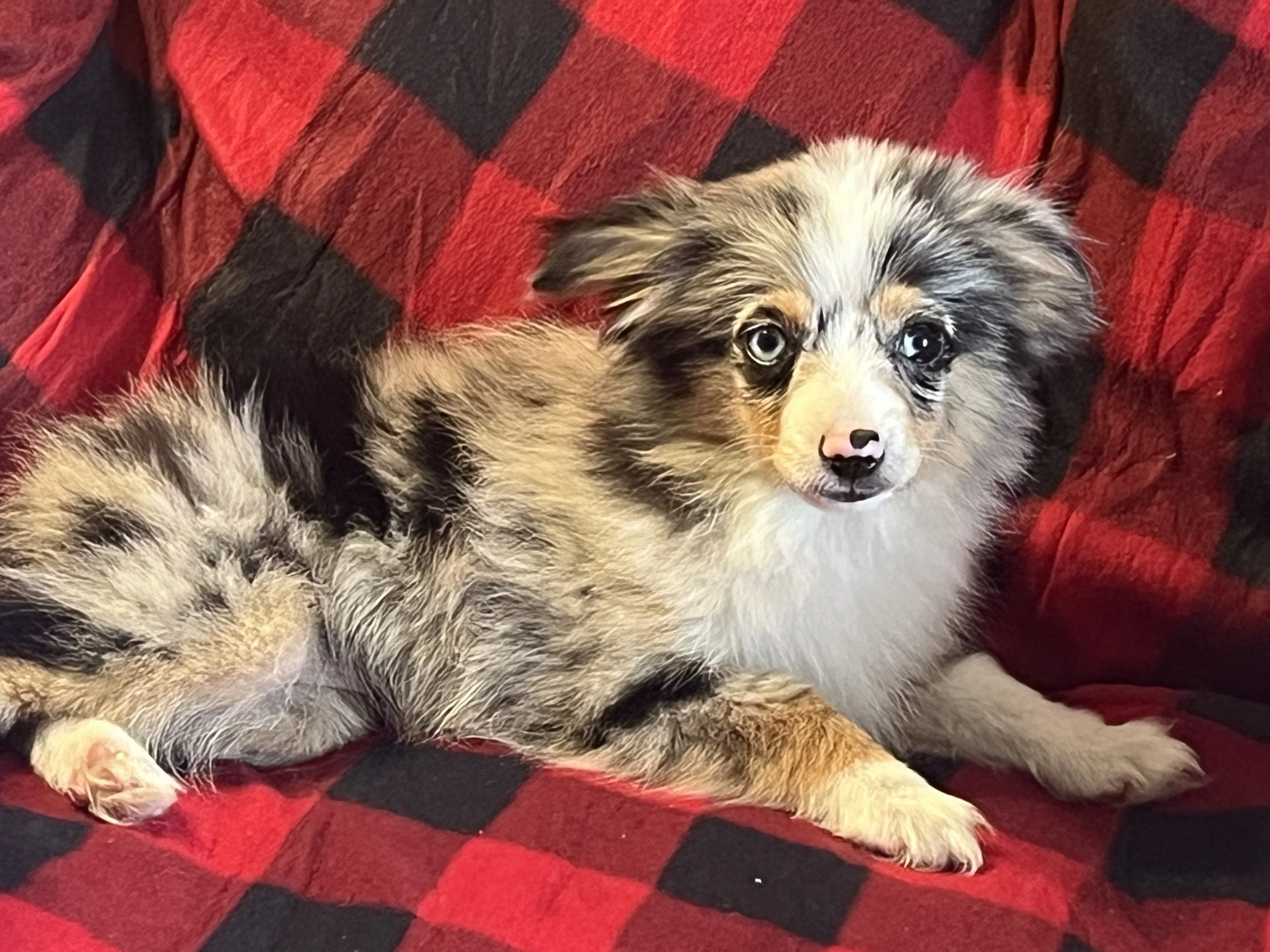 Toy/Teacup Aussies — Circle K Farms -Teacup-Tiny Toys-Toys and ...