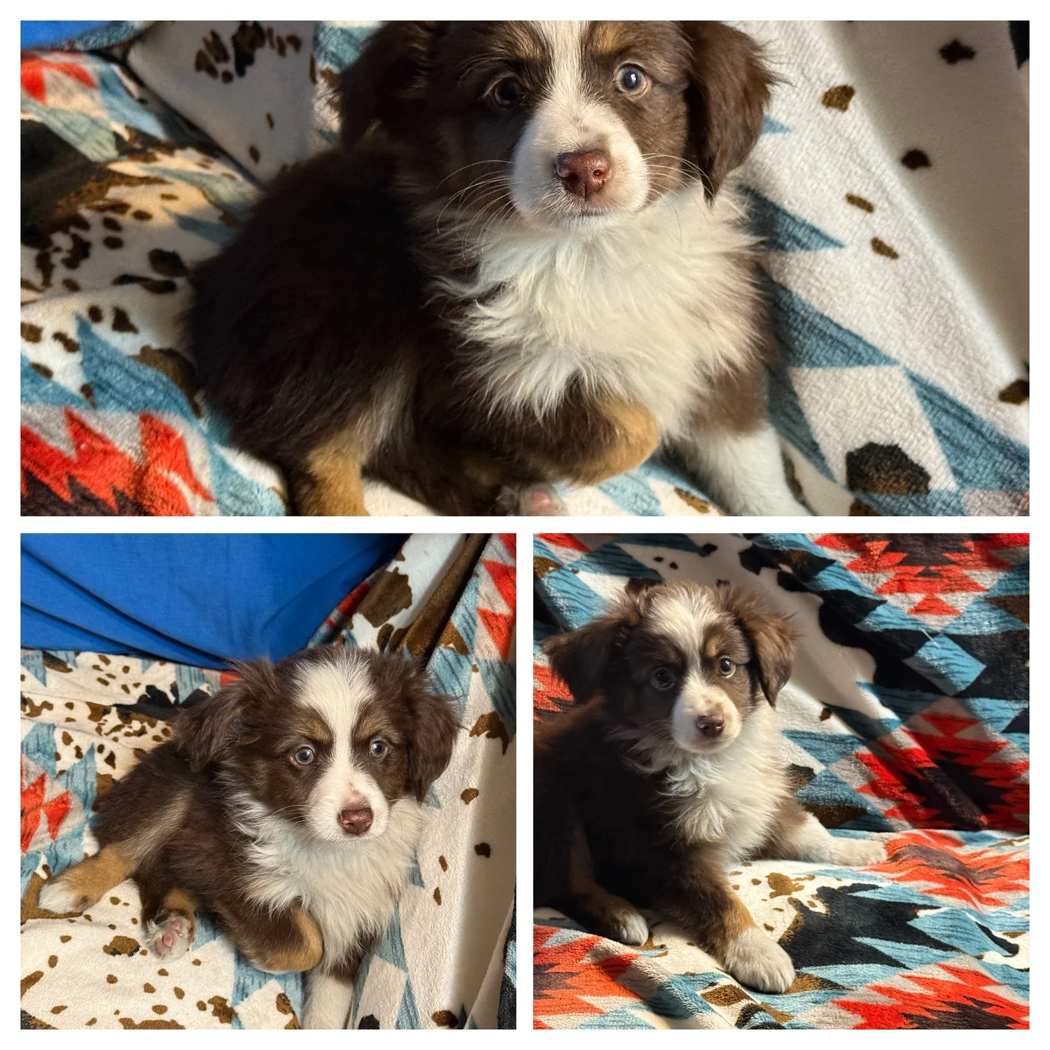 Toy/Teacup Aussies for sale — Circle K Farms -Teacup-Tiny Toys-Toys and ...