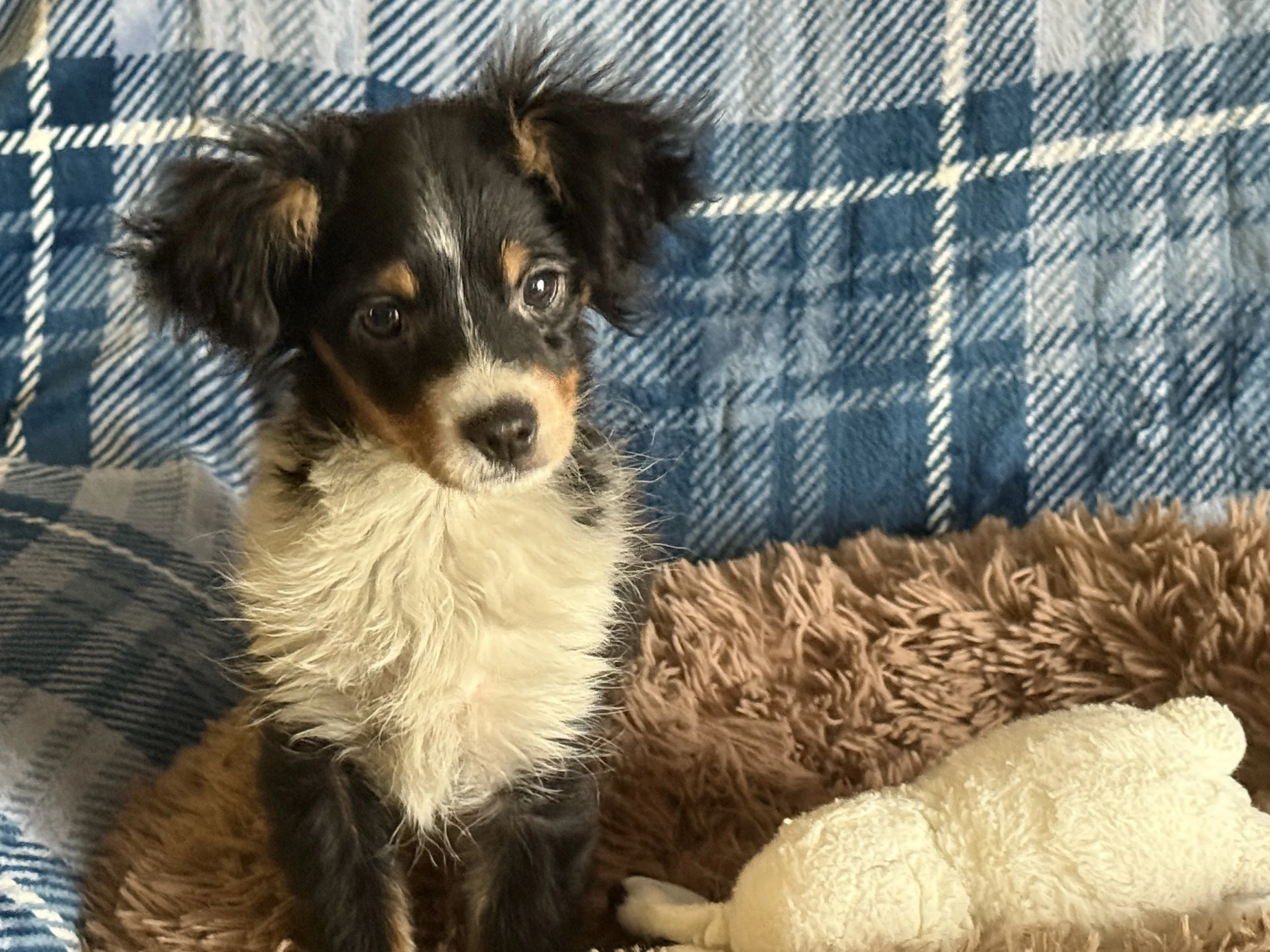 Toy/Teacup Aussies for sale — Circle K Farms -Teacup-Tiny Toys-Toys and ...