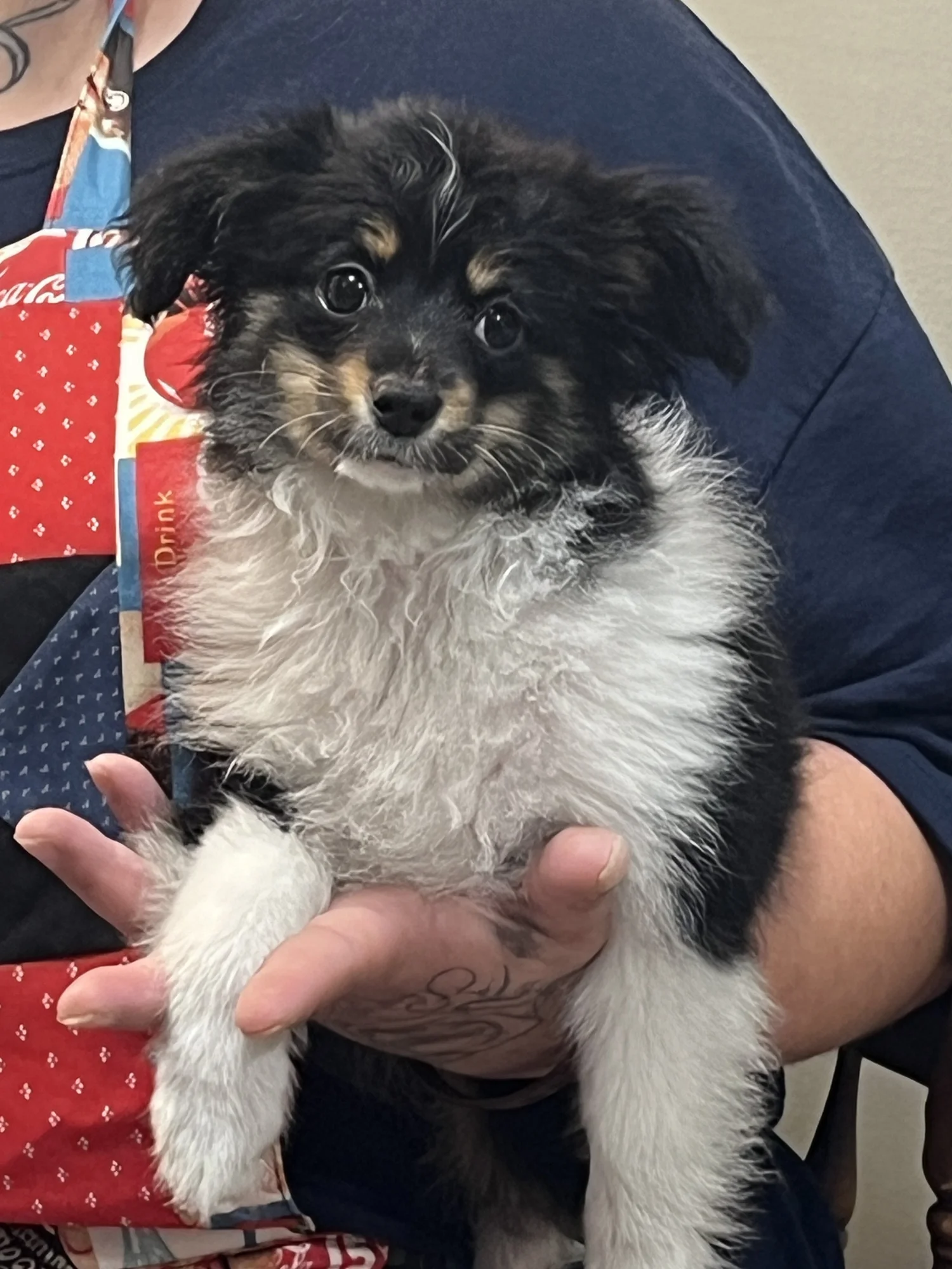 Toy/Teacup Aussies for sale — Circle K Farms -Teacup-Tiny Toys-Toys and ...