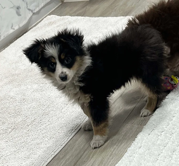 Toy/Teacup Aussies for sale — Circle K Farms -Teacup-Tiny Toys-Toys and ...