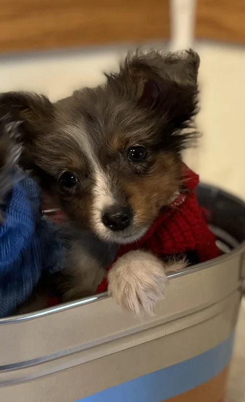 Toy/Teacup Aussies — Circle K Farms -Teacup-Tiny Toys-Toys and ...