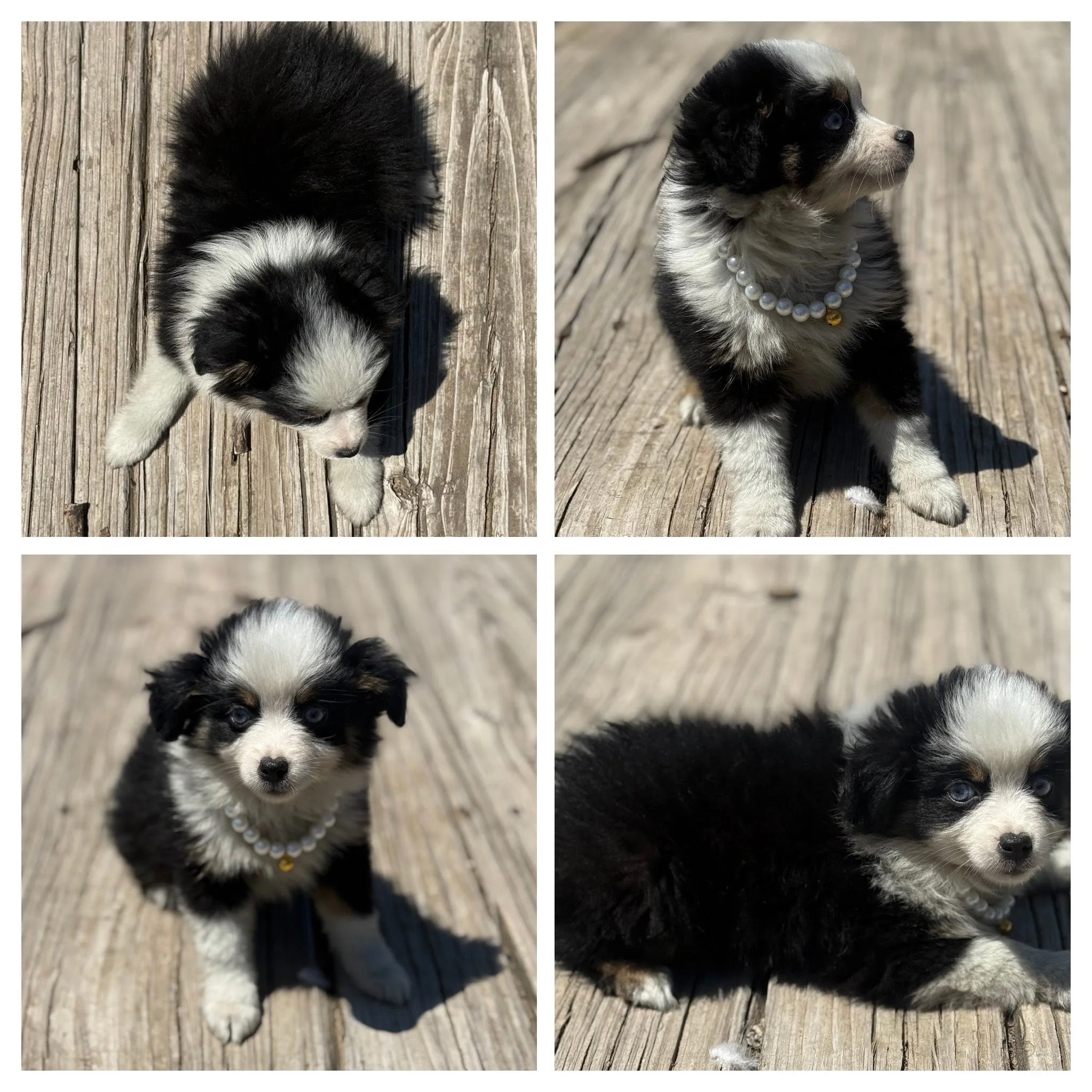Toy/Teacup Aussies for sale — Circle K Farms -Teacup-Tiny Toys-Toys and ...