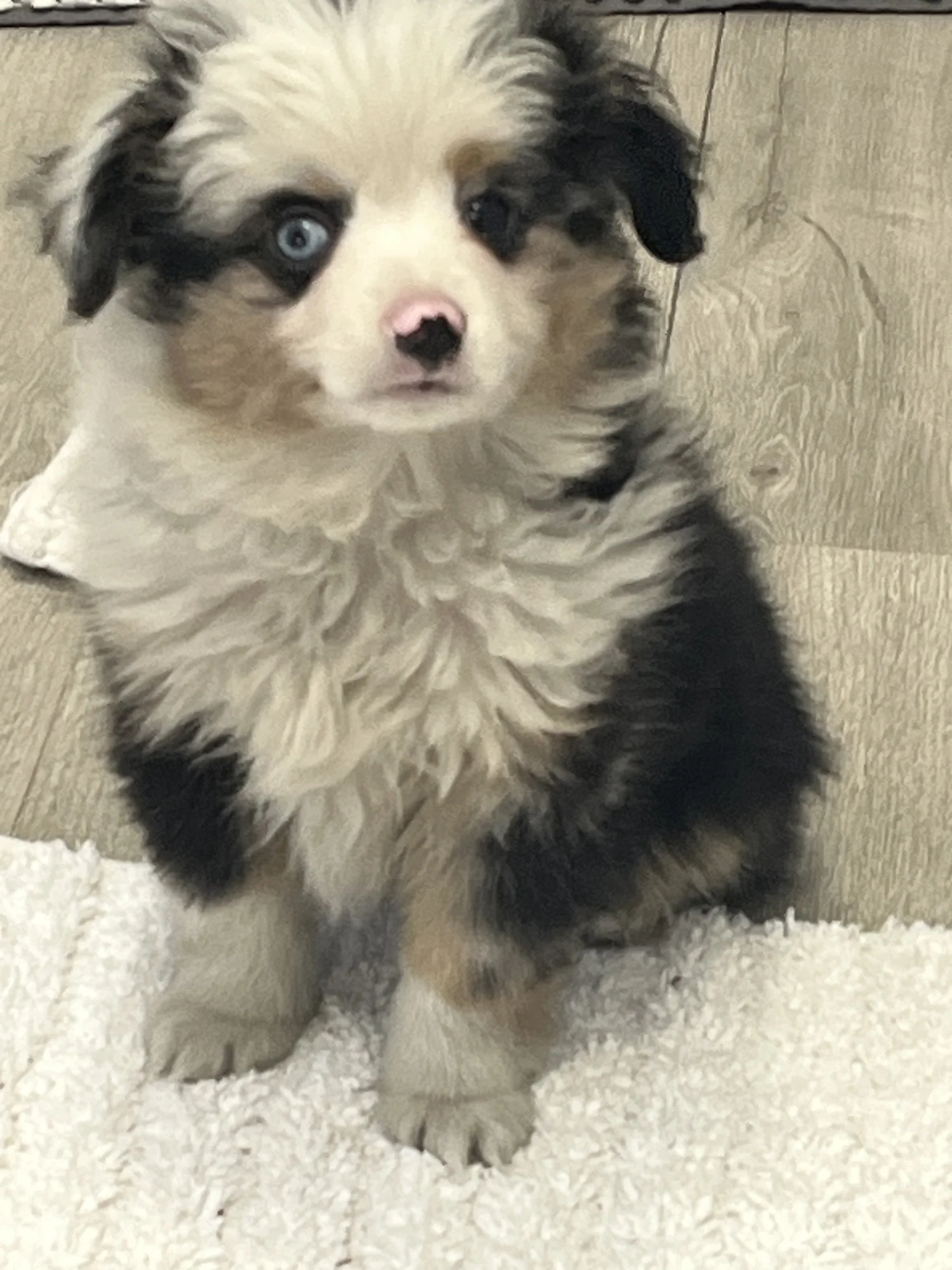 Toy/Teacup Aussies for sale — Circle K Farms -Teacup-Tiny Toys-Toys and ...
