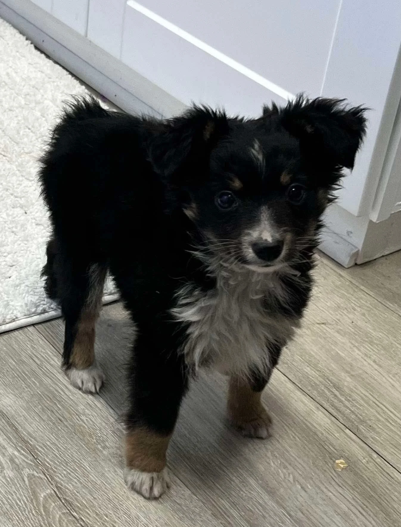 Toy/Teacup Aussies for sale — Circle K Farms -Teacup-Tiny Toys-Toys and ...