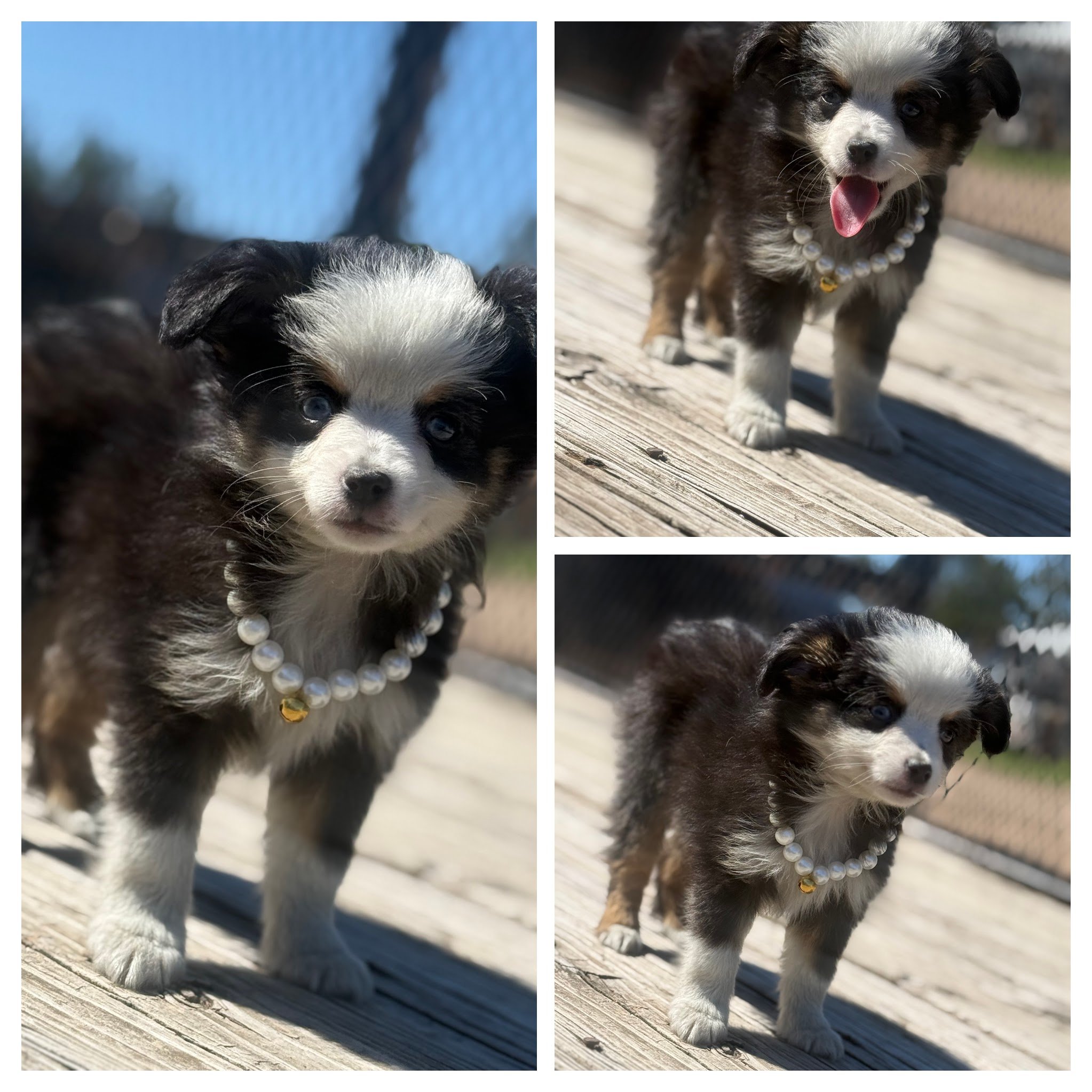 Toy/Teacup Aussies for sale — Circle K Farms -Teacup-Tiny Toys-Toys and ...