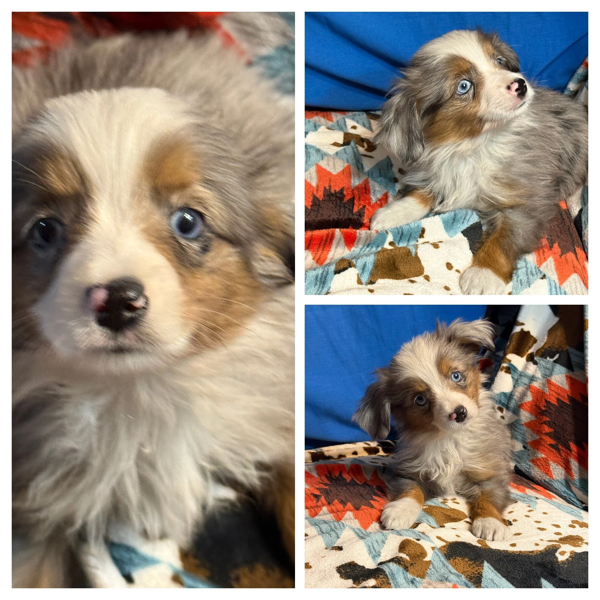 Toy/Teacup Aussies for sale — Circle K Farms -Teacup-Tiny Toys-Toys and ...